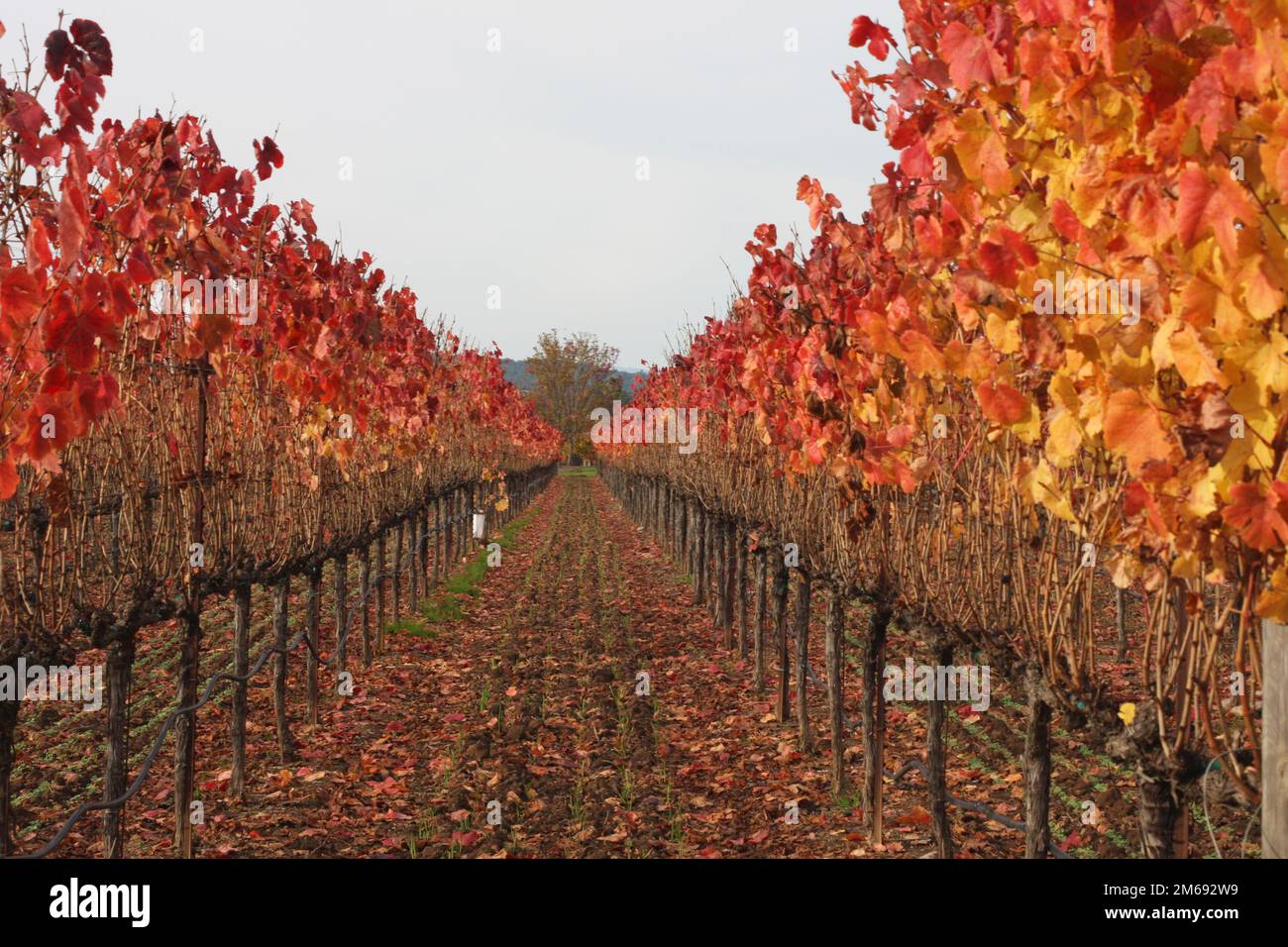 A beautiful view of fall foliage in Napa valley in California Stock ...