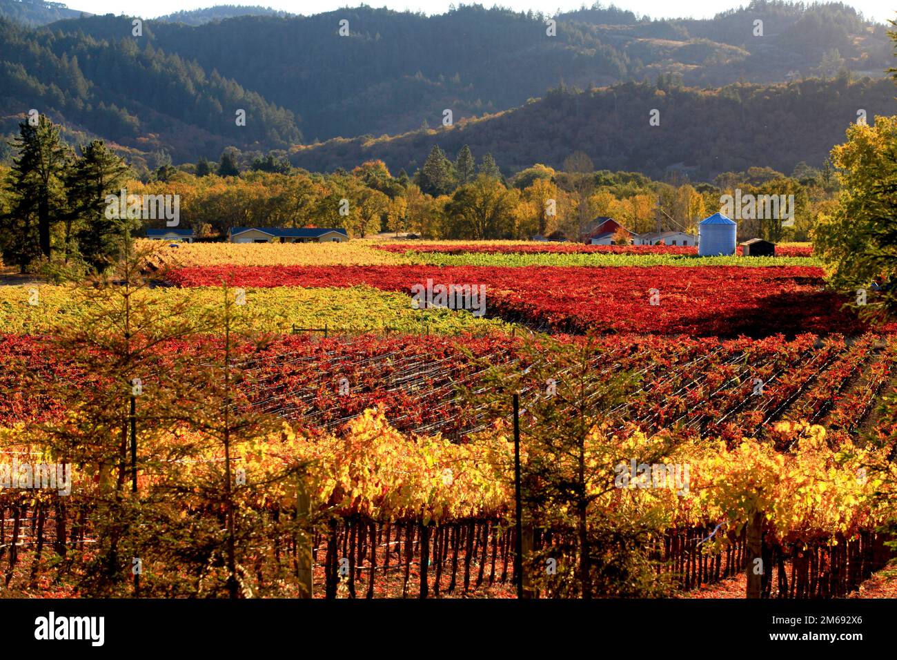 A beautiful view of fall foliage in Napa valley in California Stock ...
