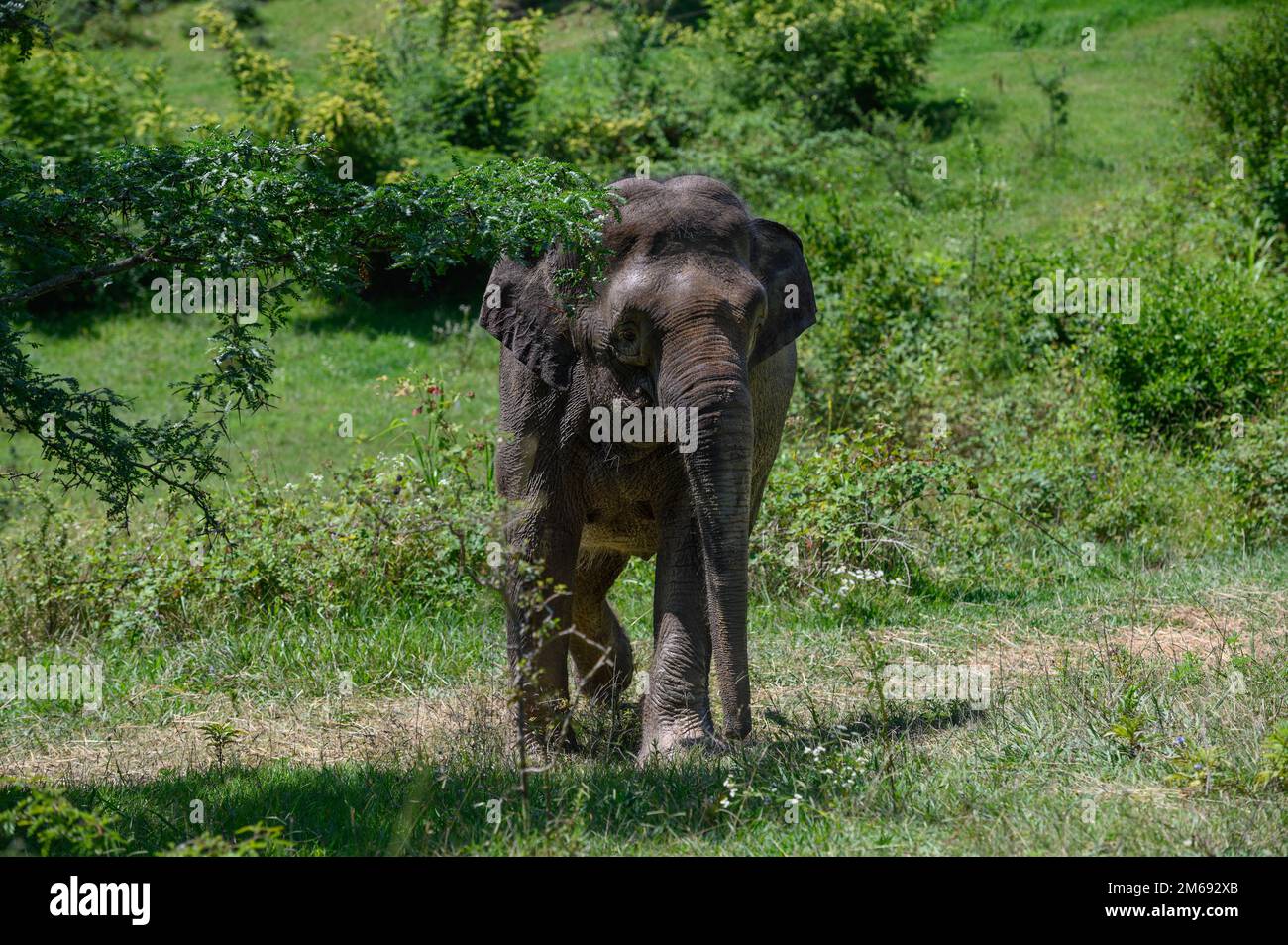Elephant trees hi-res stock photography and images - Alamy