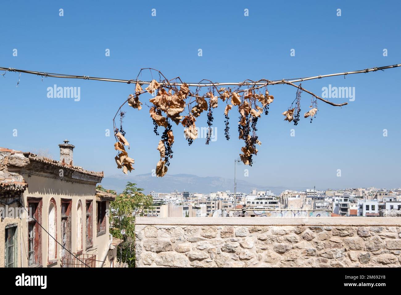 Photograph of a cable with dead grape vines hanging from it, with ...
