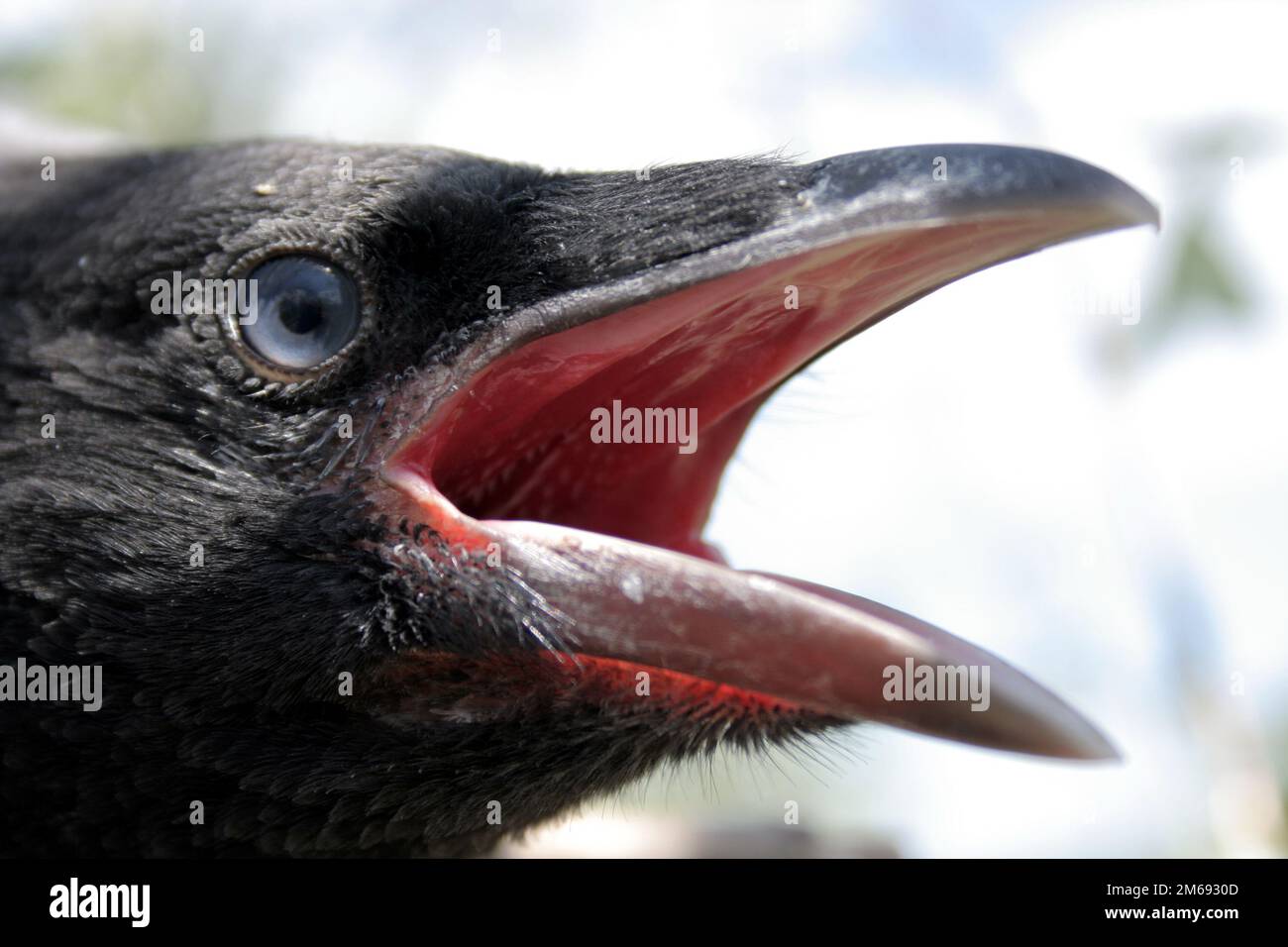 Carrion crows nest hi-res stock photography and images - Alamy