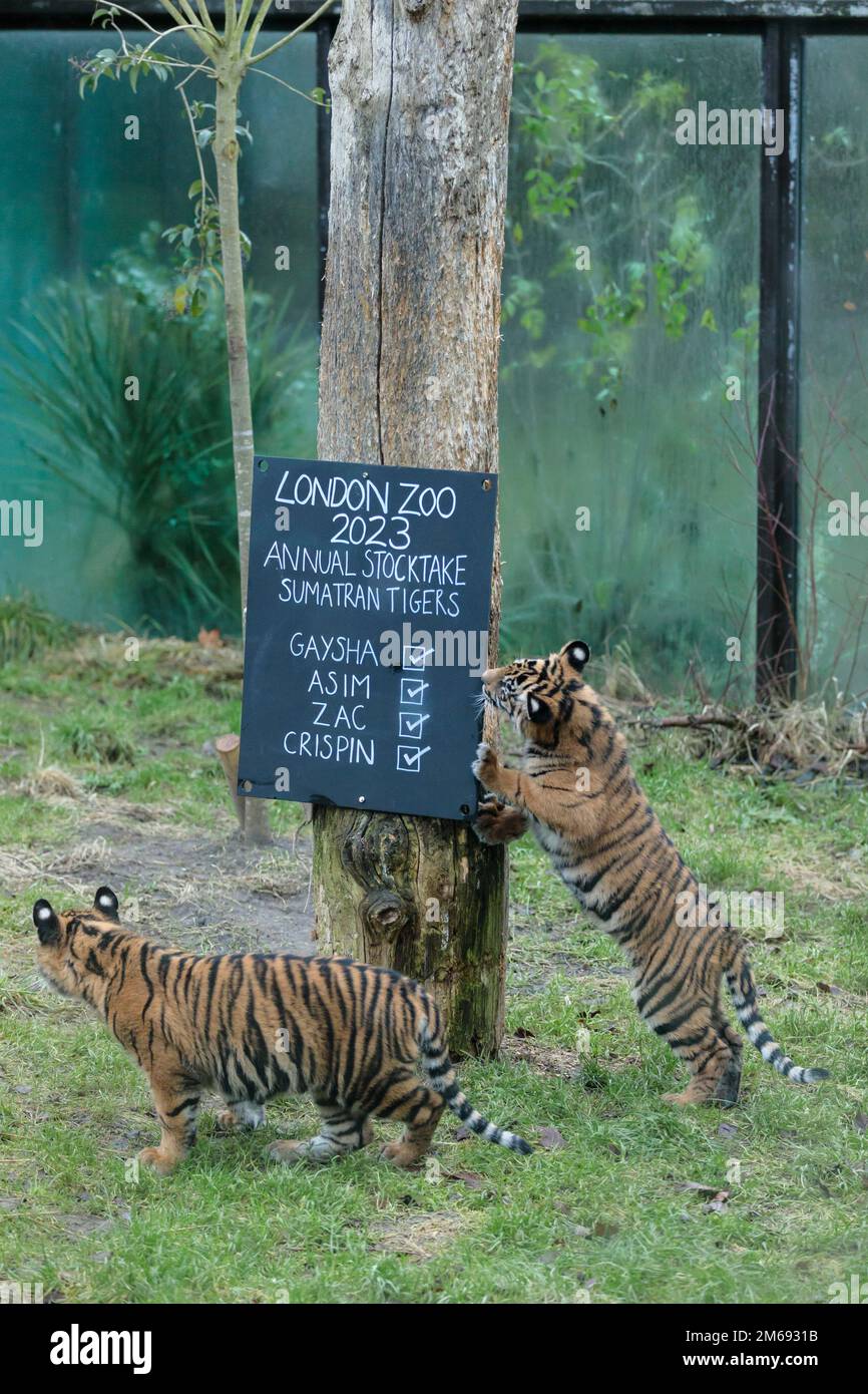 ZSL London Zoo, UK. 3rd January 2023. Zookeepers at ZSL London Zoo begin counting the animals at ...