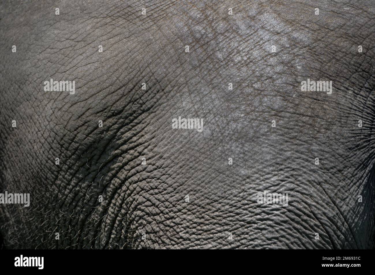 The texture of the skin of an Indian elephant close-up. Elephant skin ...