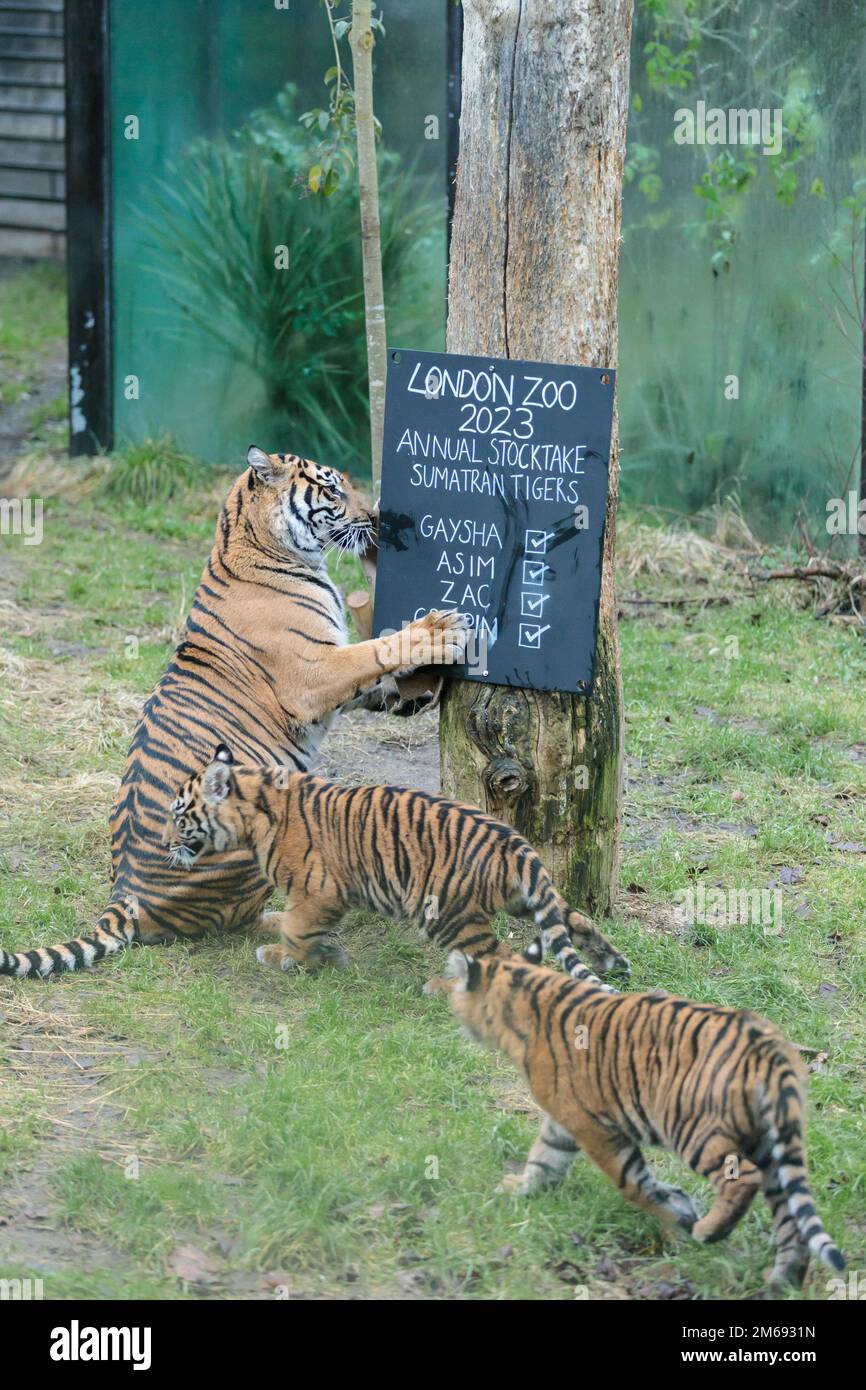 ZSL London Zoo, UK. 3rd January 2023. Zookeepers at ZSL London Zoo begin counting the animals at ...
