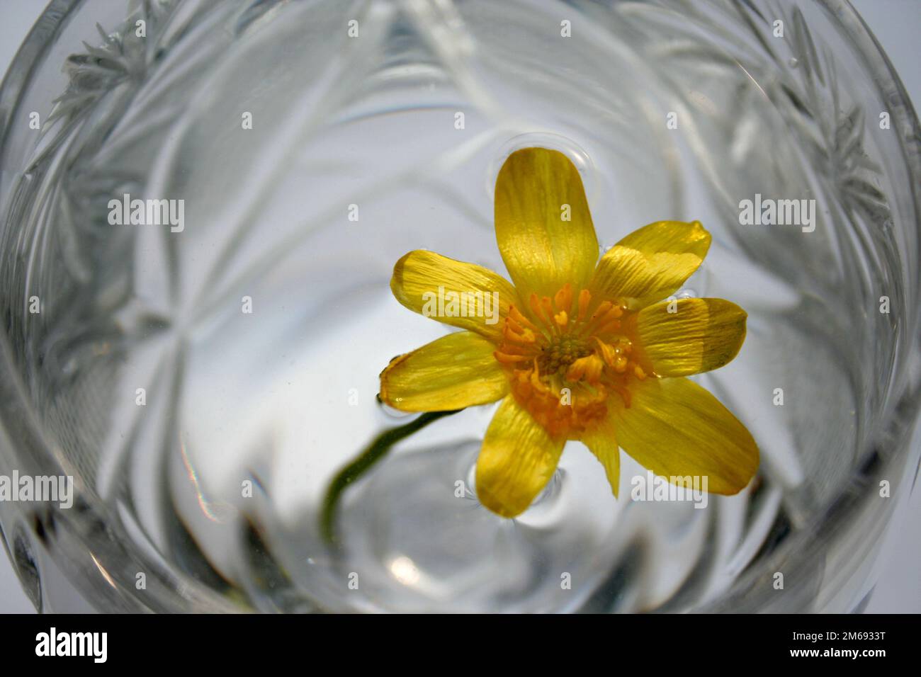 A flower floats in the crystal glass Stock Photo - Alamy