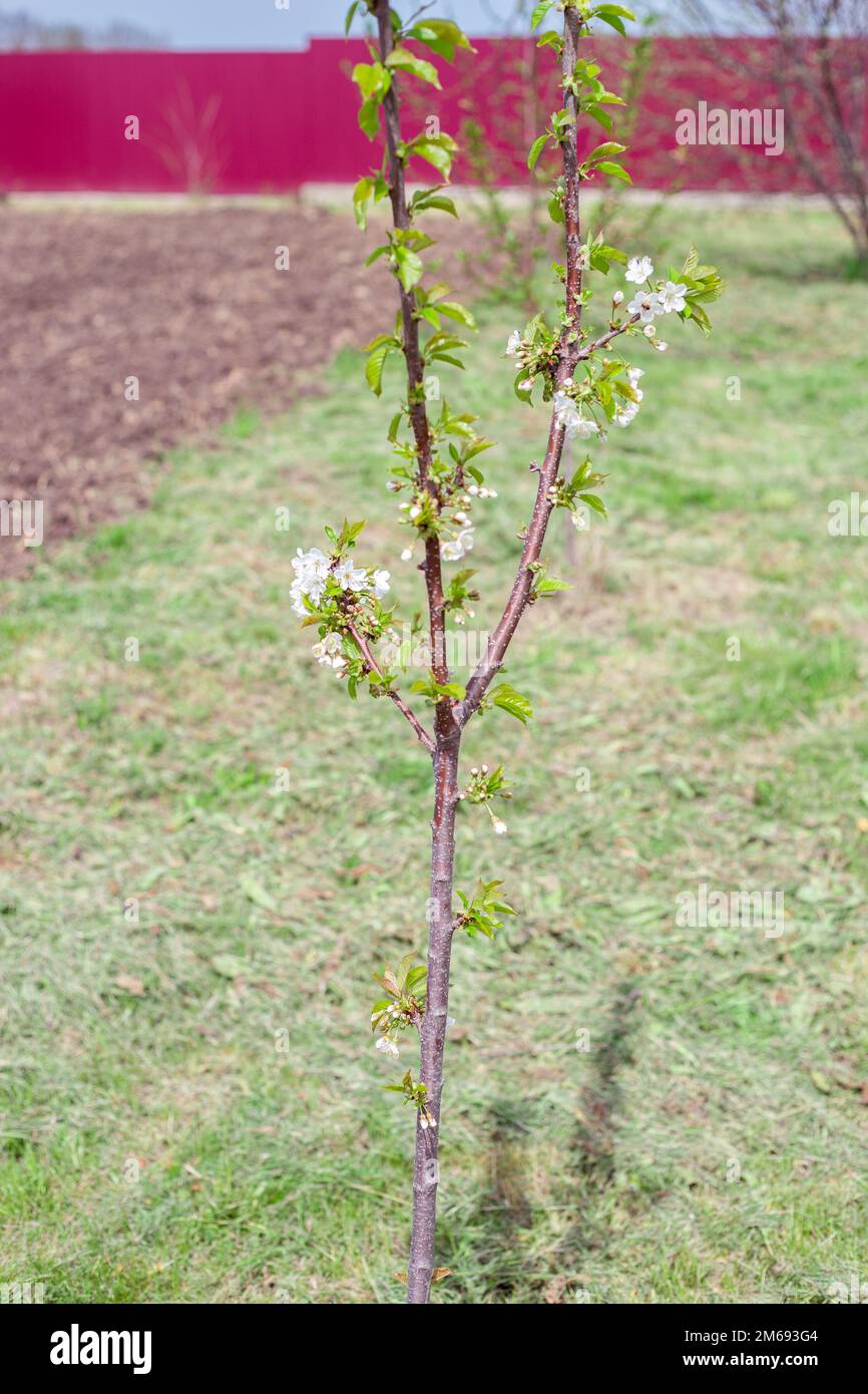 A young cherry blossom tree in the garden on a spring day. Cultivation ...