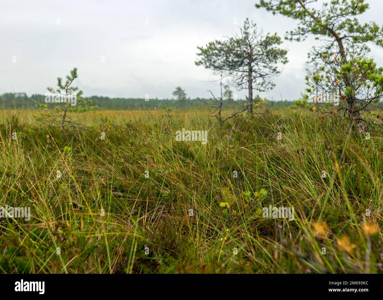 abstract bog moss, lichen and grass texture, bog vegetation, suitable ...