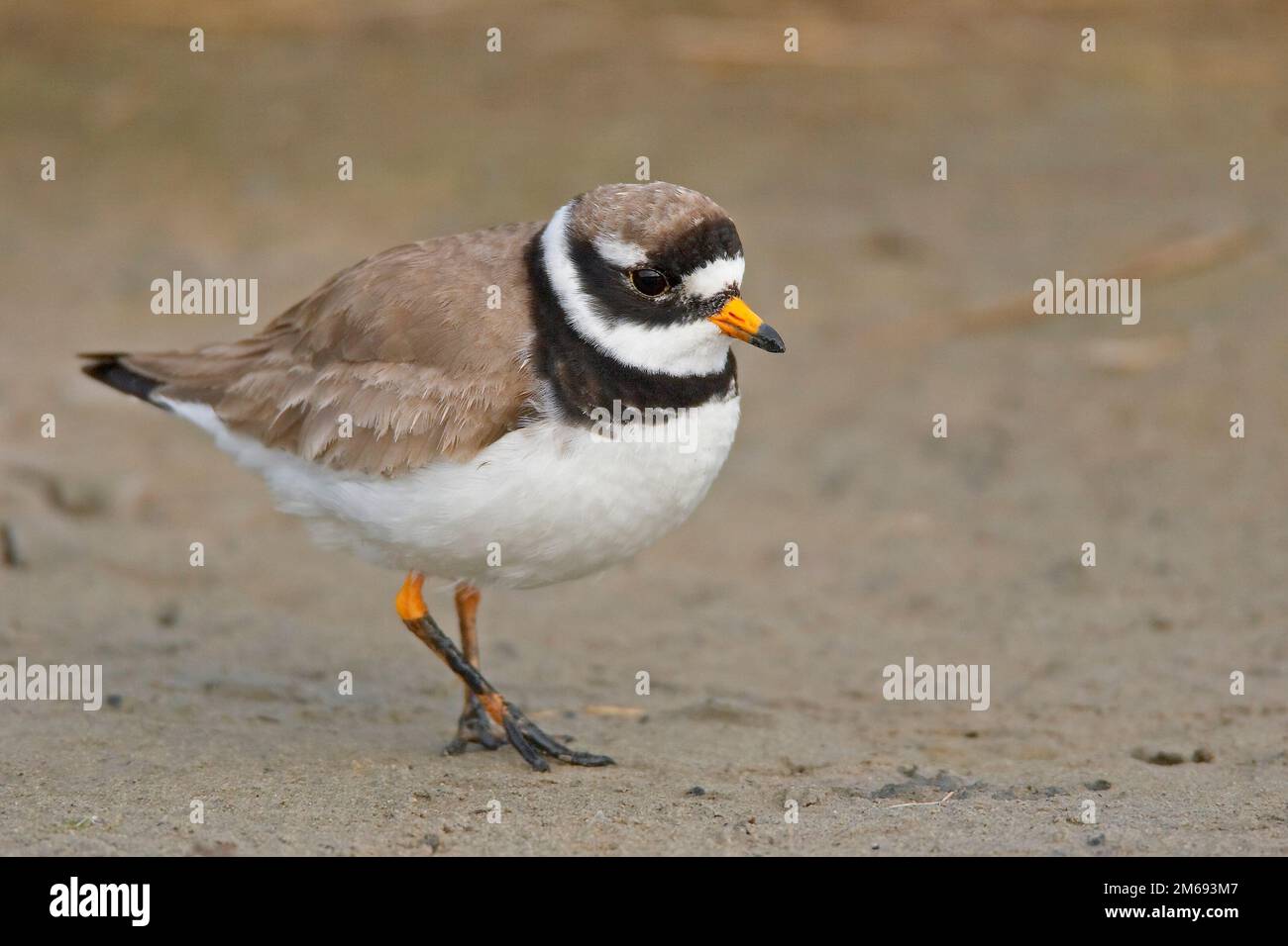 Common Ringed Plover Stock Photo - Alamy