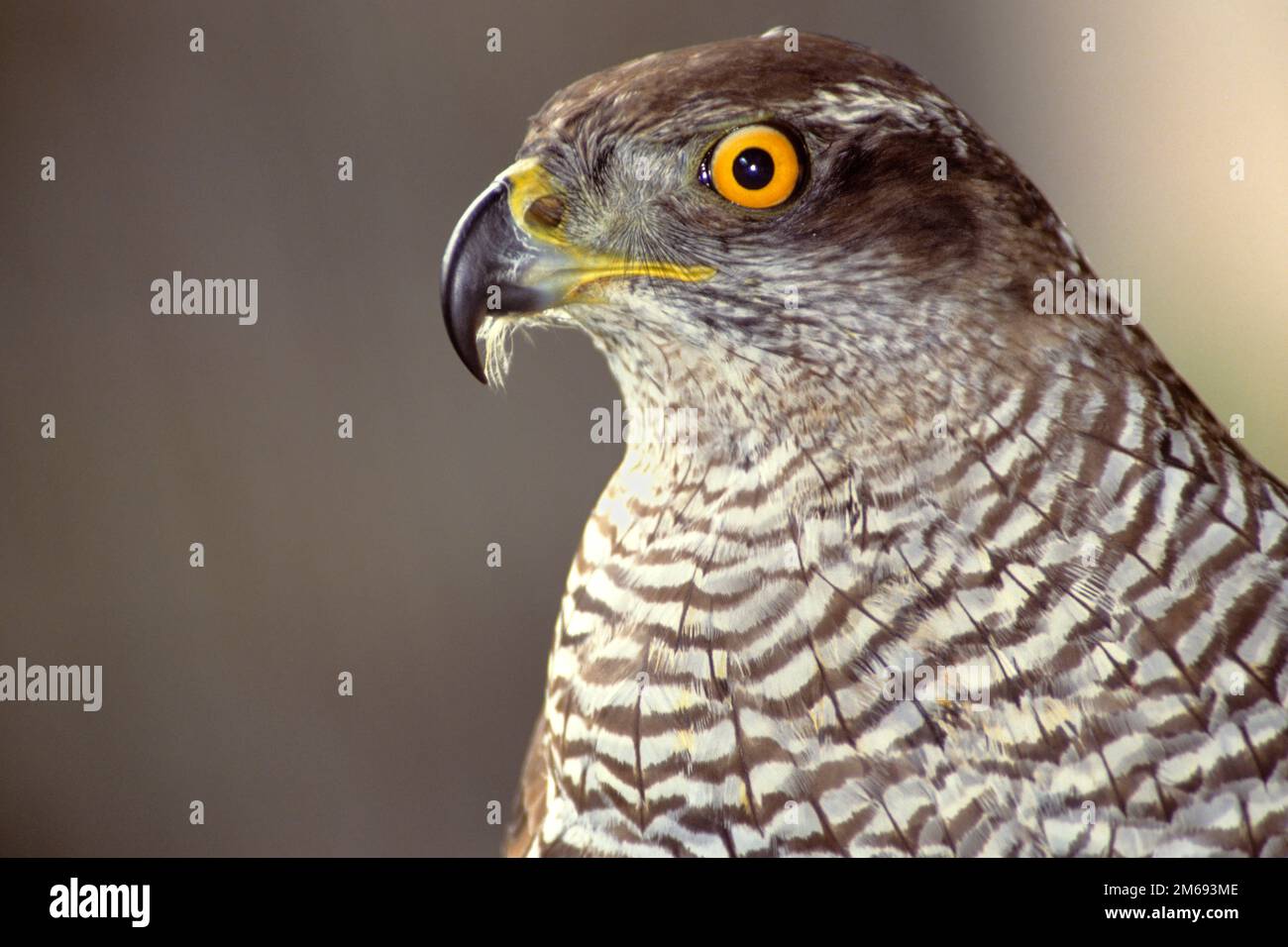 Habicht hi-res stock photography and images - Alamy