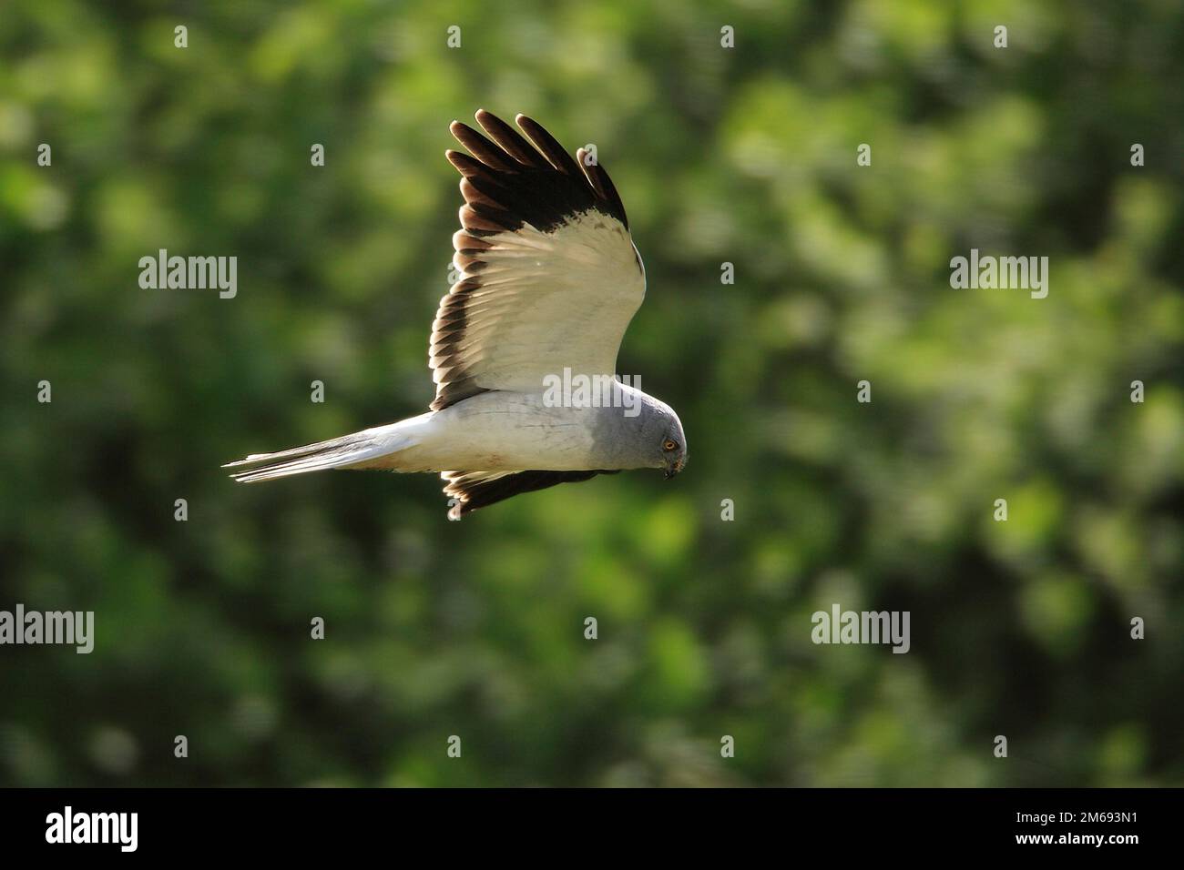 Hen harriers hi-res stock photography and images - Alamy