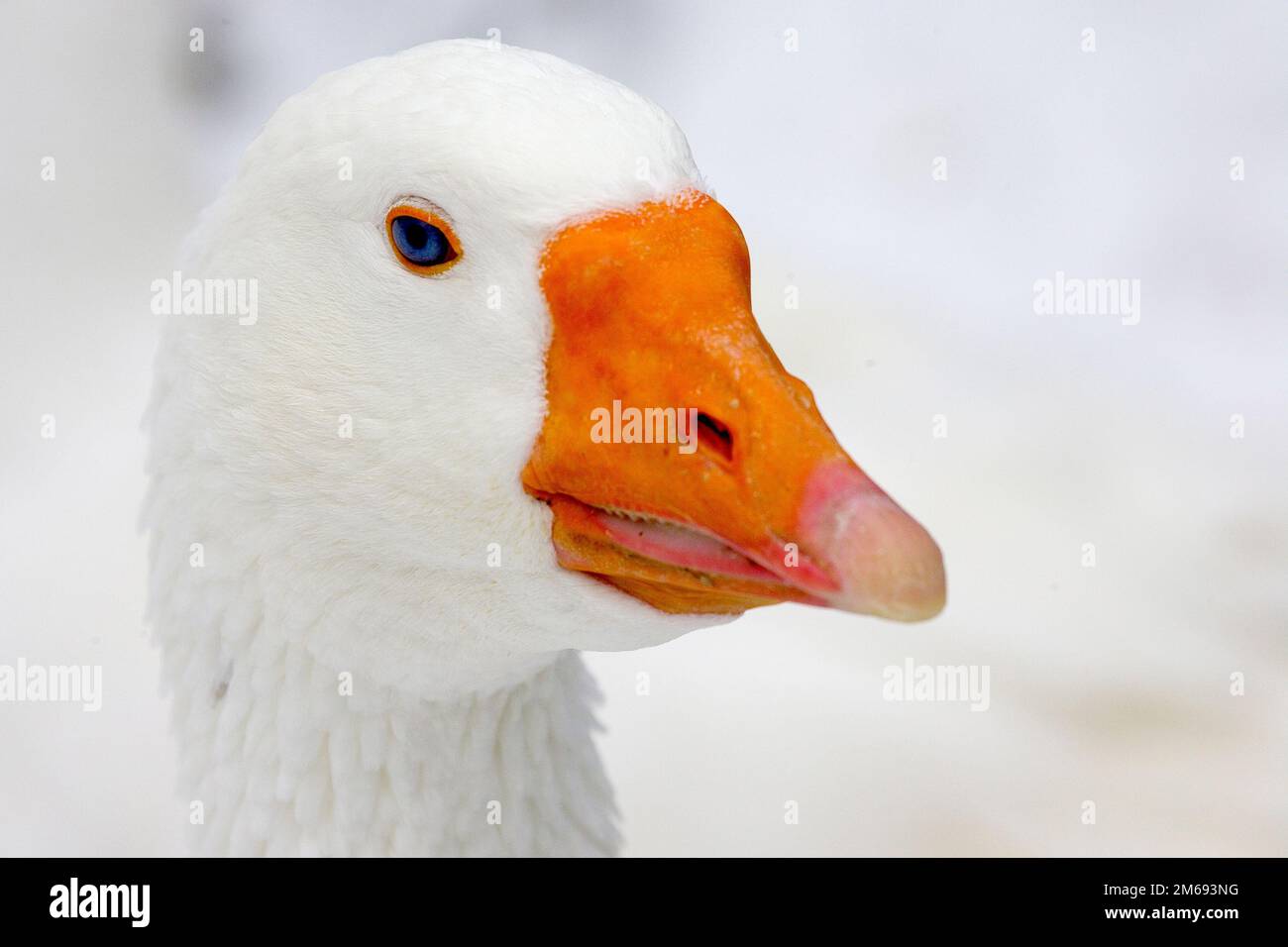 Goose house hi-res stock photography and images - Alamy