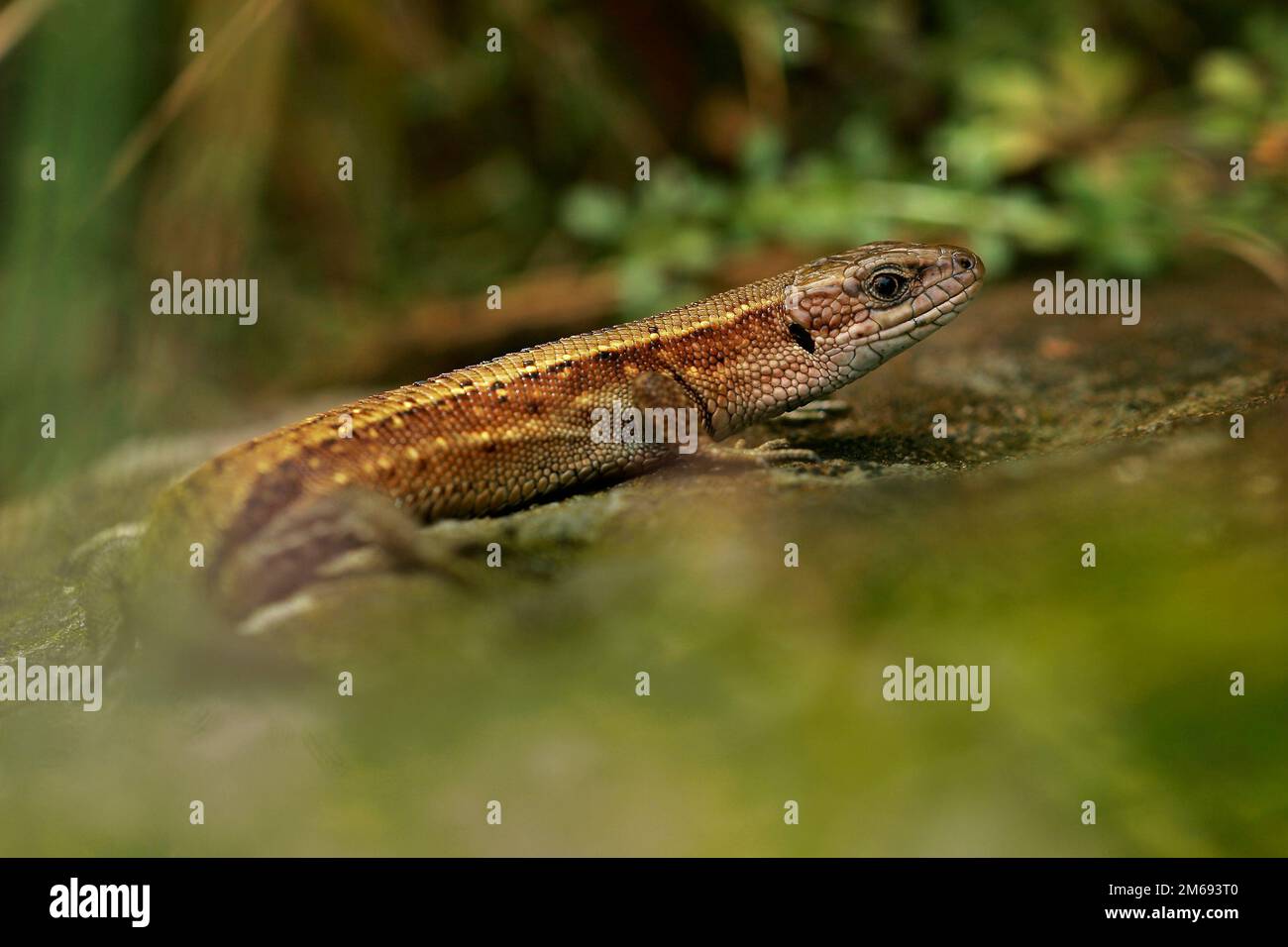 Lizard design hi-res stock photography and images - Alamy