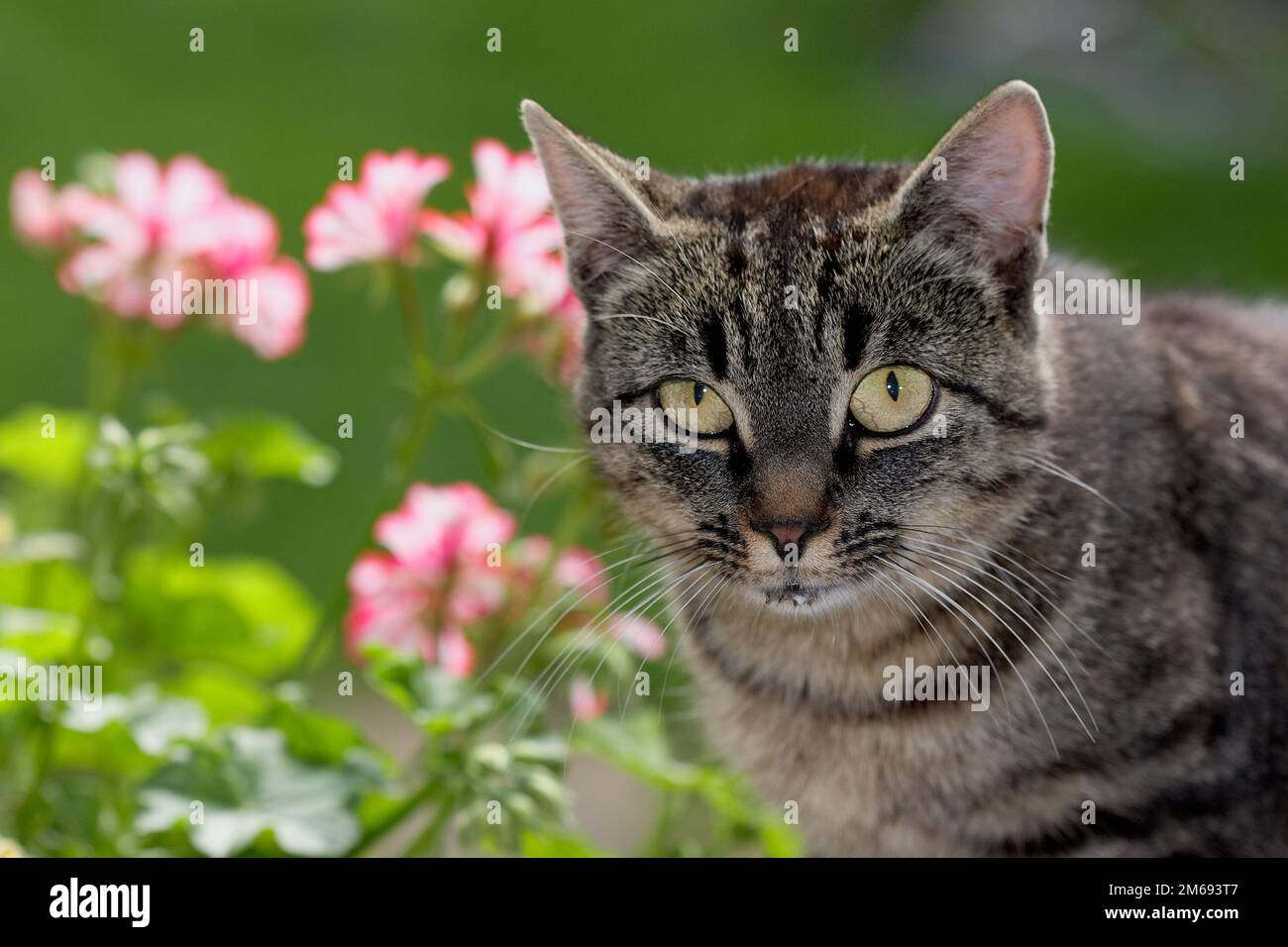 Tiger house hi-res stock photography and images - Alamy