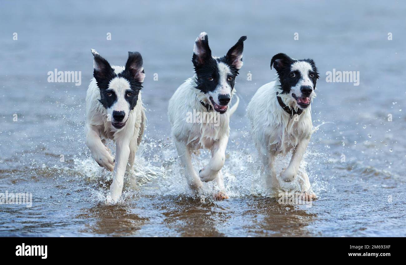 Three puppies of mongrel running on water. Horizontal composition ...