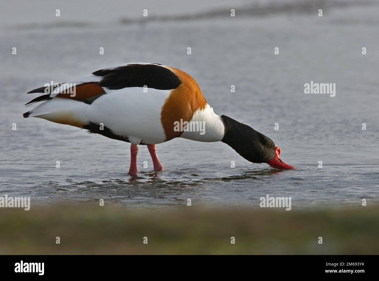 Shelduck shelducks hi-res stock photography and images - Alamy