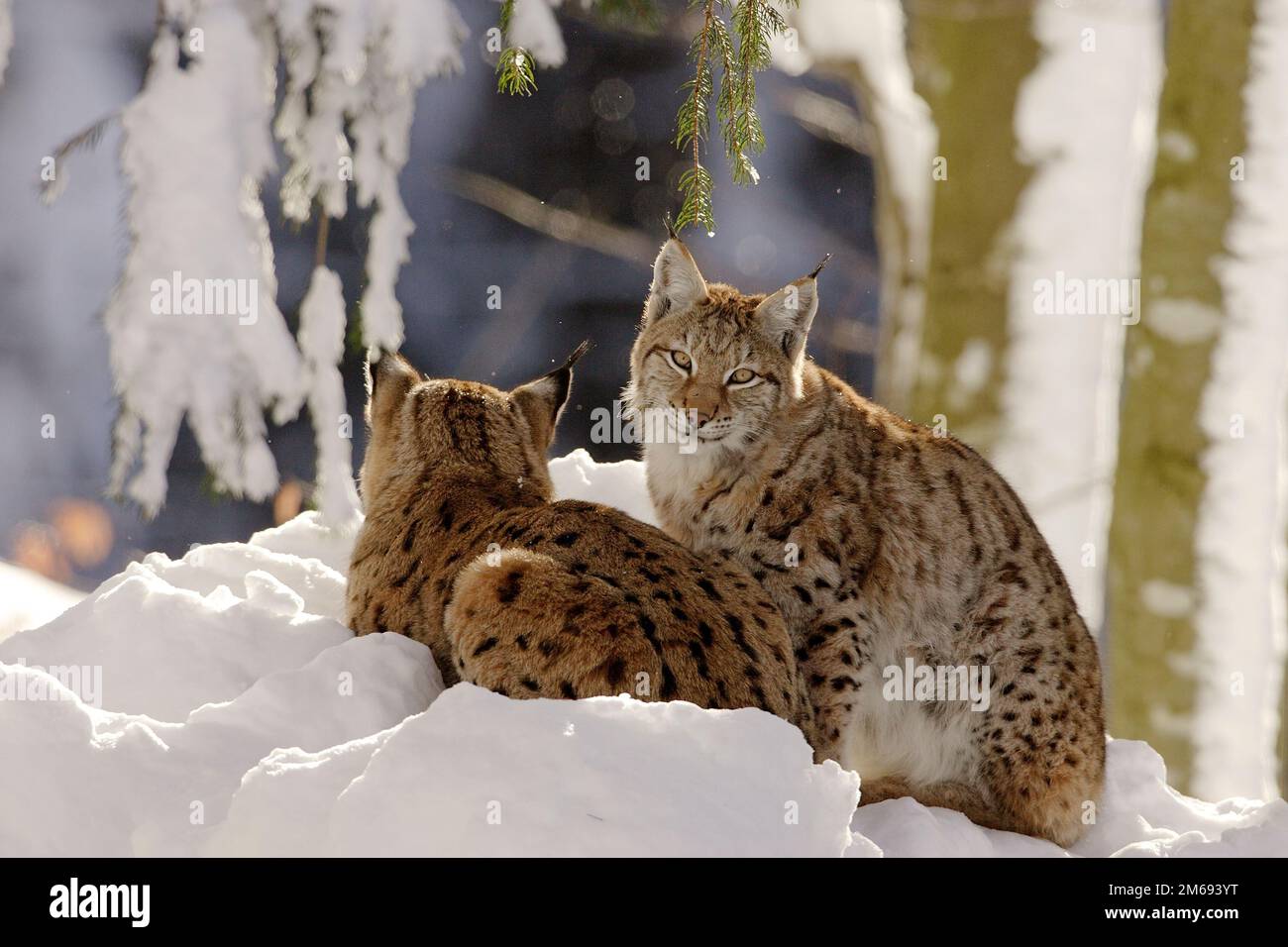 Lynxes lynx in snow hi-res stock photography and images - Alamy