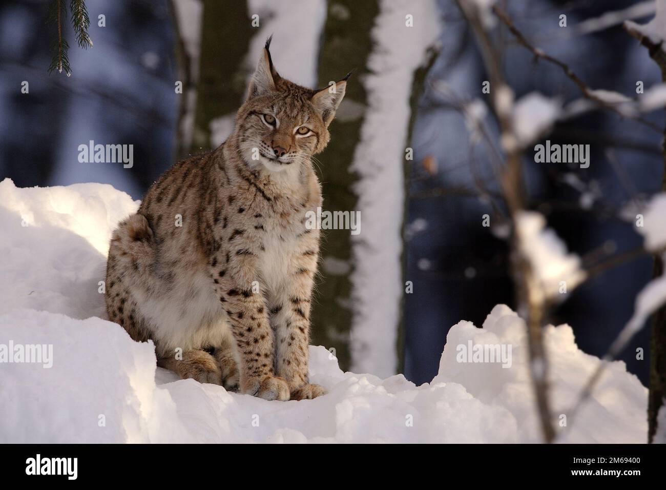 Lynxes lynx in snow hi-res stock photography and images - Alamy