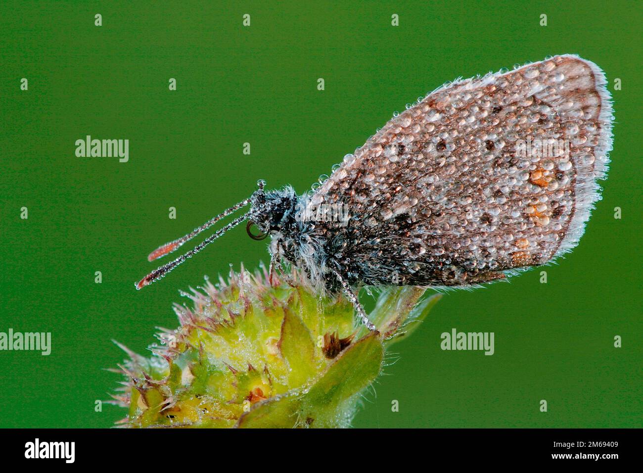 Common blue beginner Stock Photo - Alamy