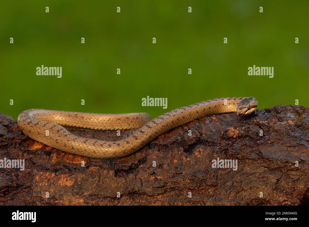 Smooth with scales hi-res stock photography and images - Alamy