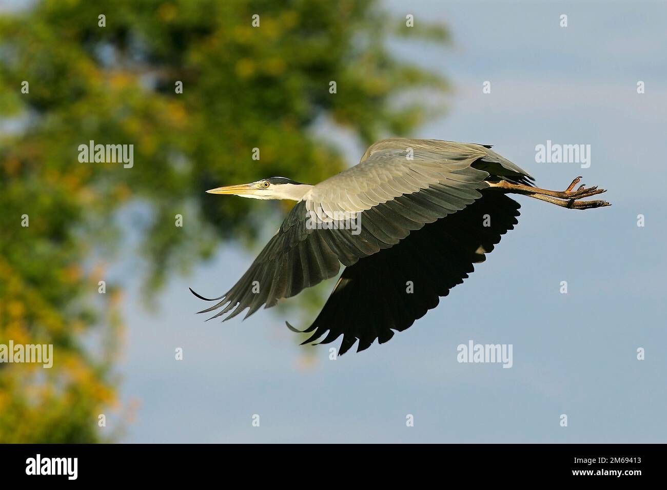 Ha © ron hi-res stock photography and images - Alamy