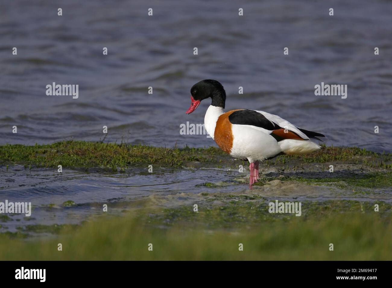 Shelduck shelducks hi-res stock photography and images - Alamy