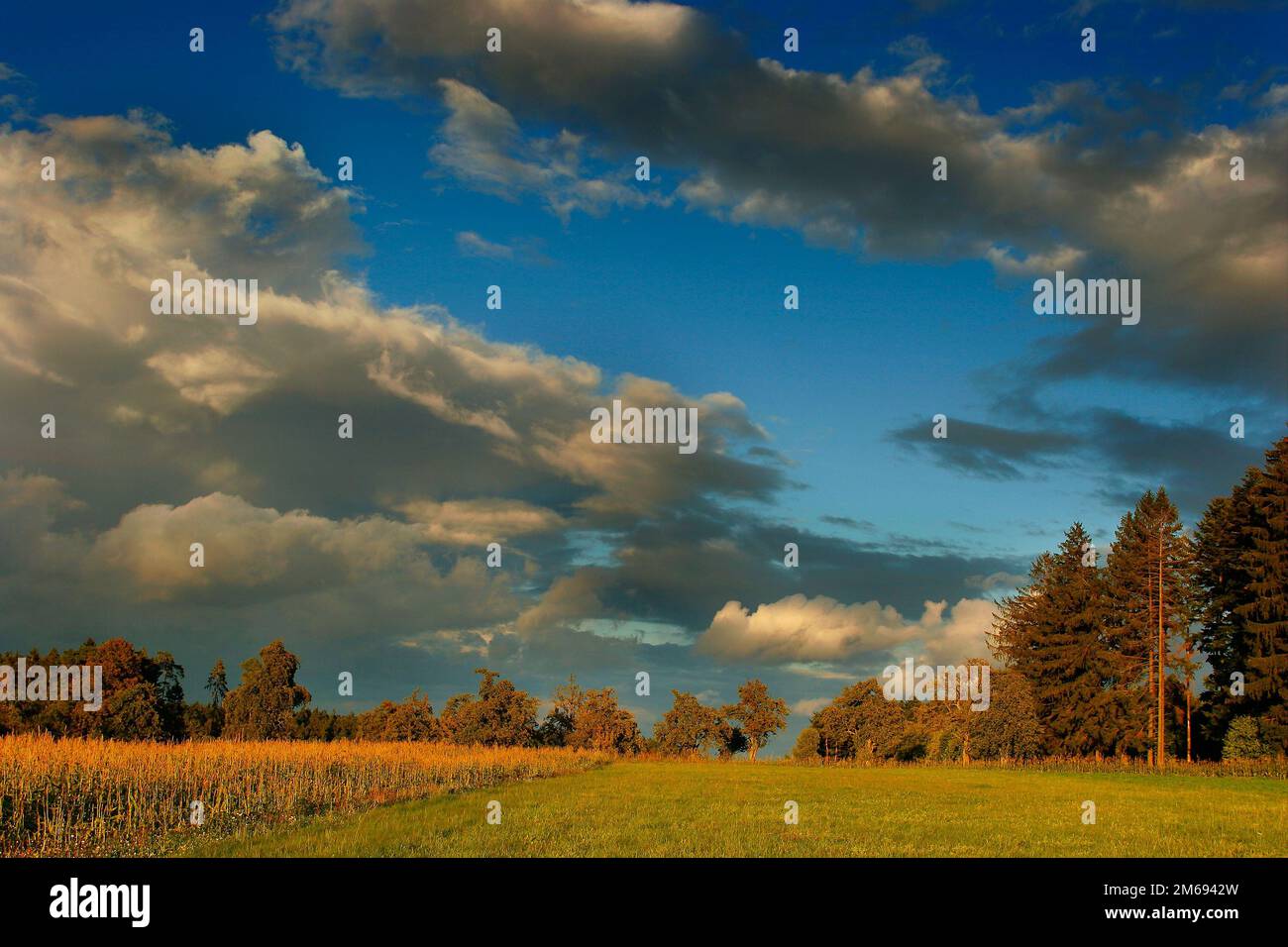 Tree storm autumn sky hi-res stock photography and images - Alamy