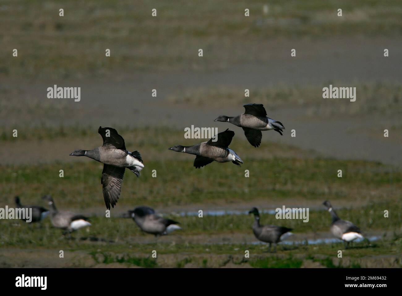 Brent goose flying hi-res stock photography and images - Alamy