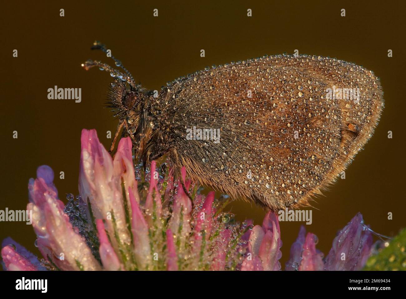 Pearl and insects hi-res stock photography and images - Alamy