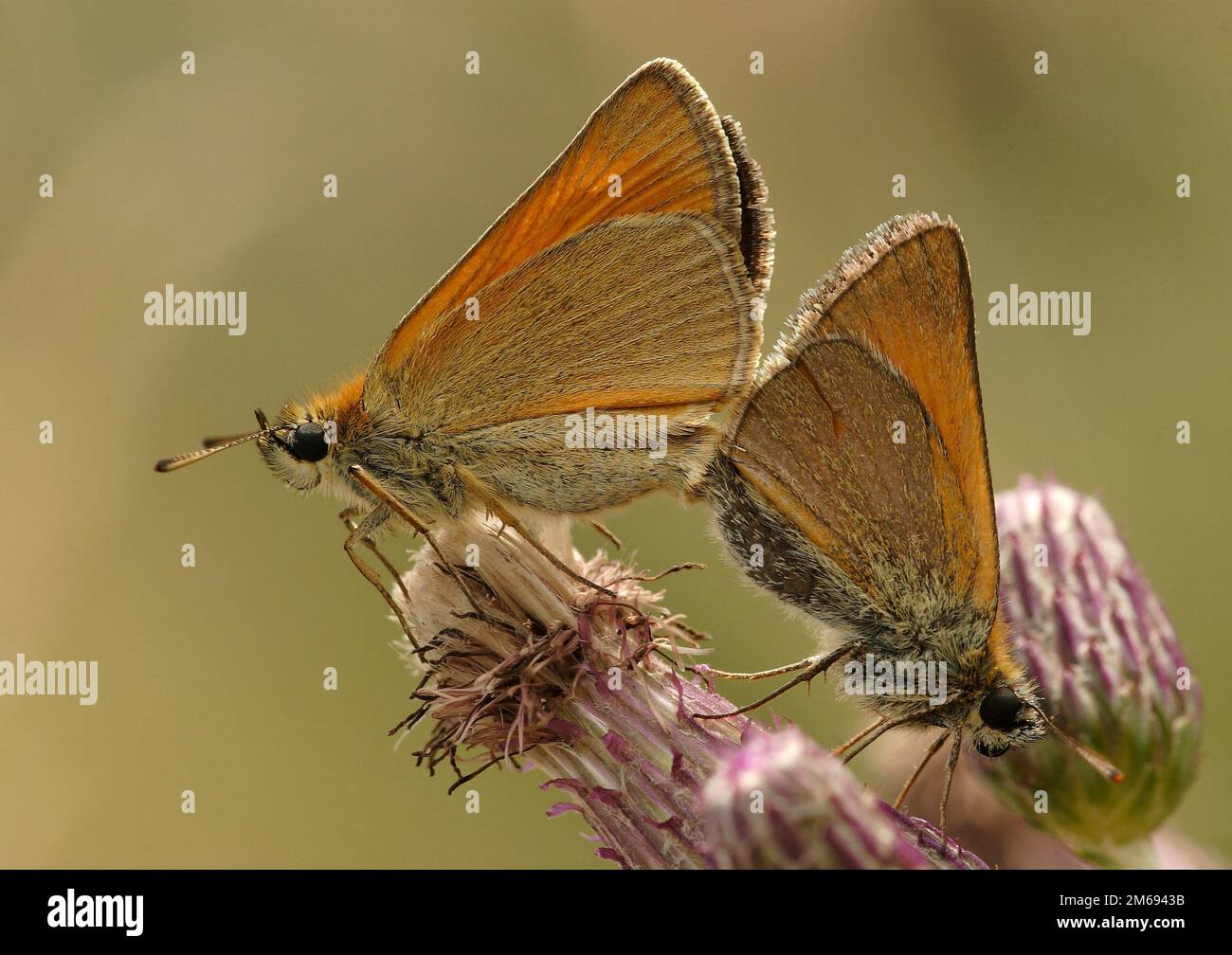 Ochre-yellow thickheaded butterfly Stock Photo - Alamy