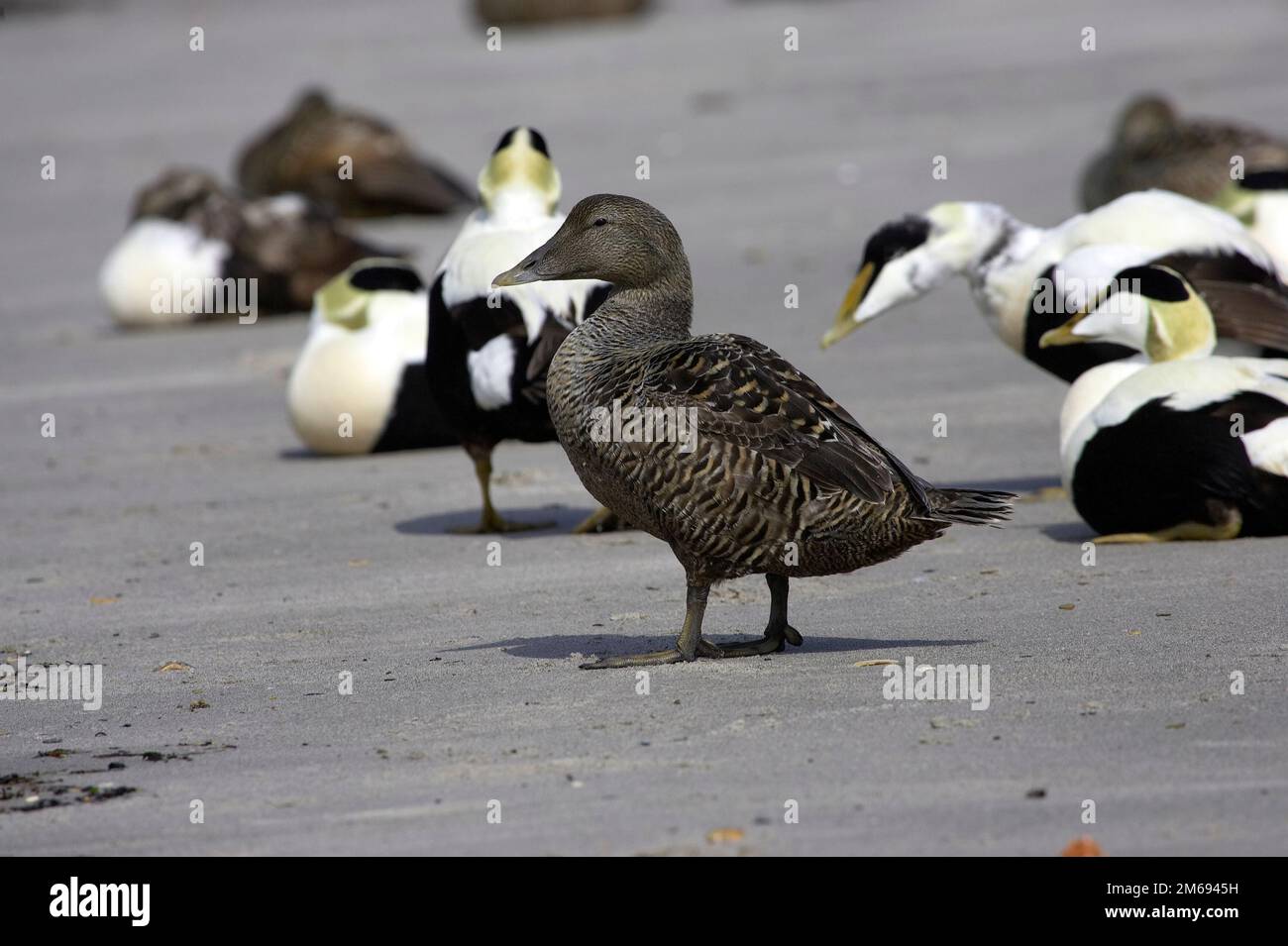 Eider goose hi-res stock photography and images - Alamy