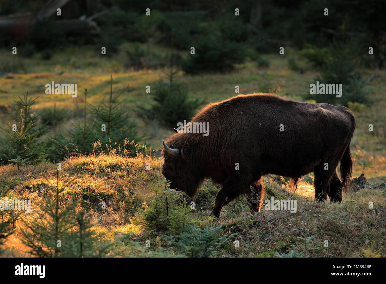 Several bison hi-res stock photography and images - Alamy