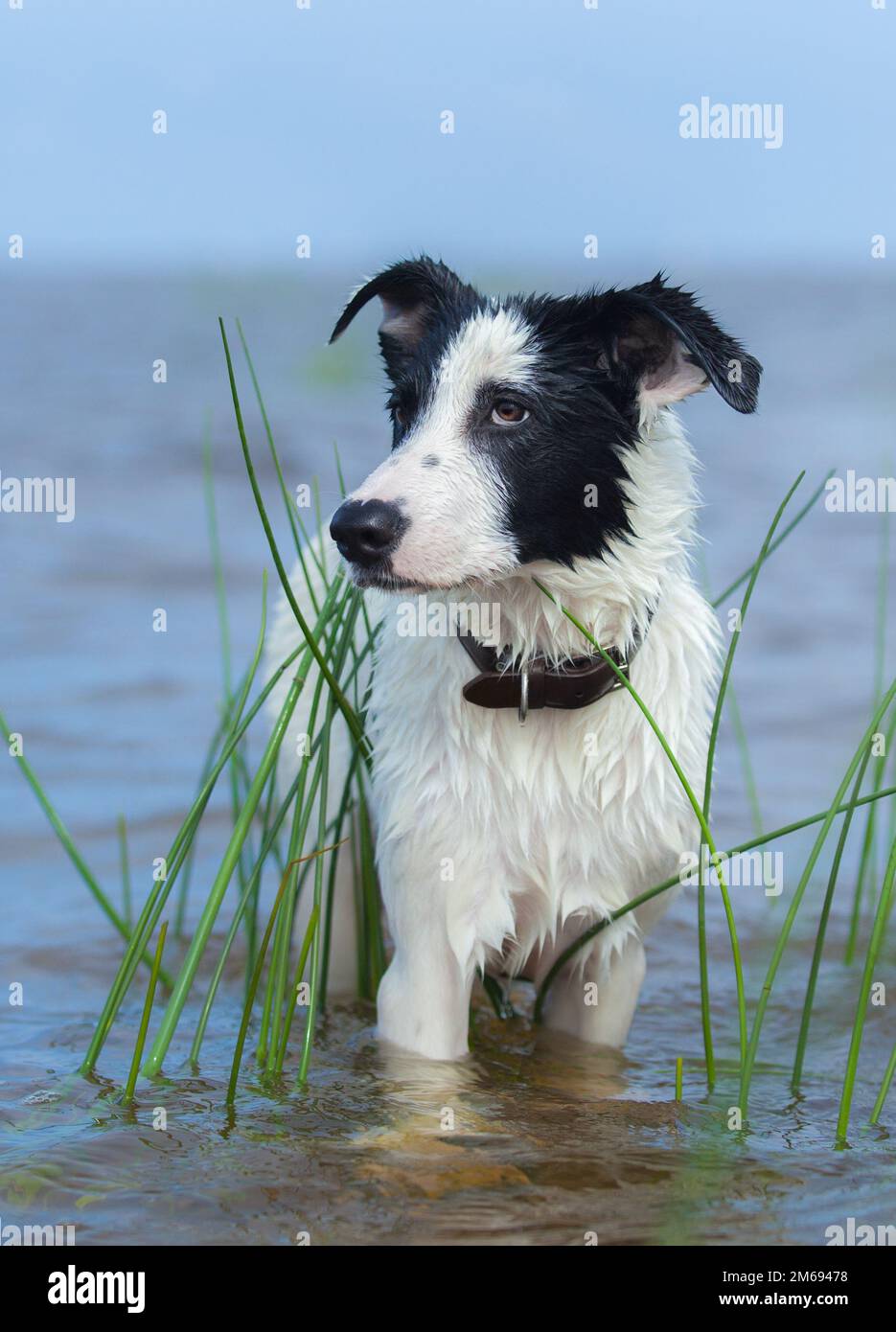 Dog vertical hi-res stock photography and images - Alamy