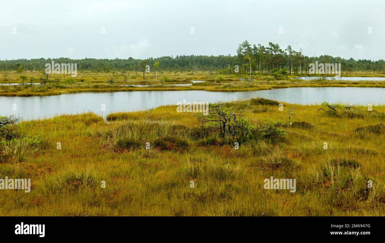 rainy day, rainy background, traditional bog landscape, bog lake in the ...