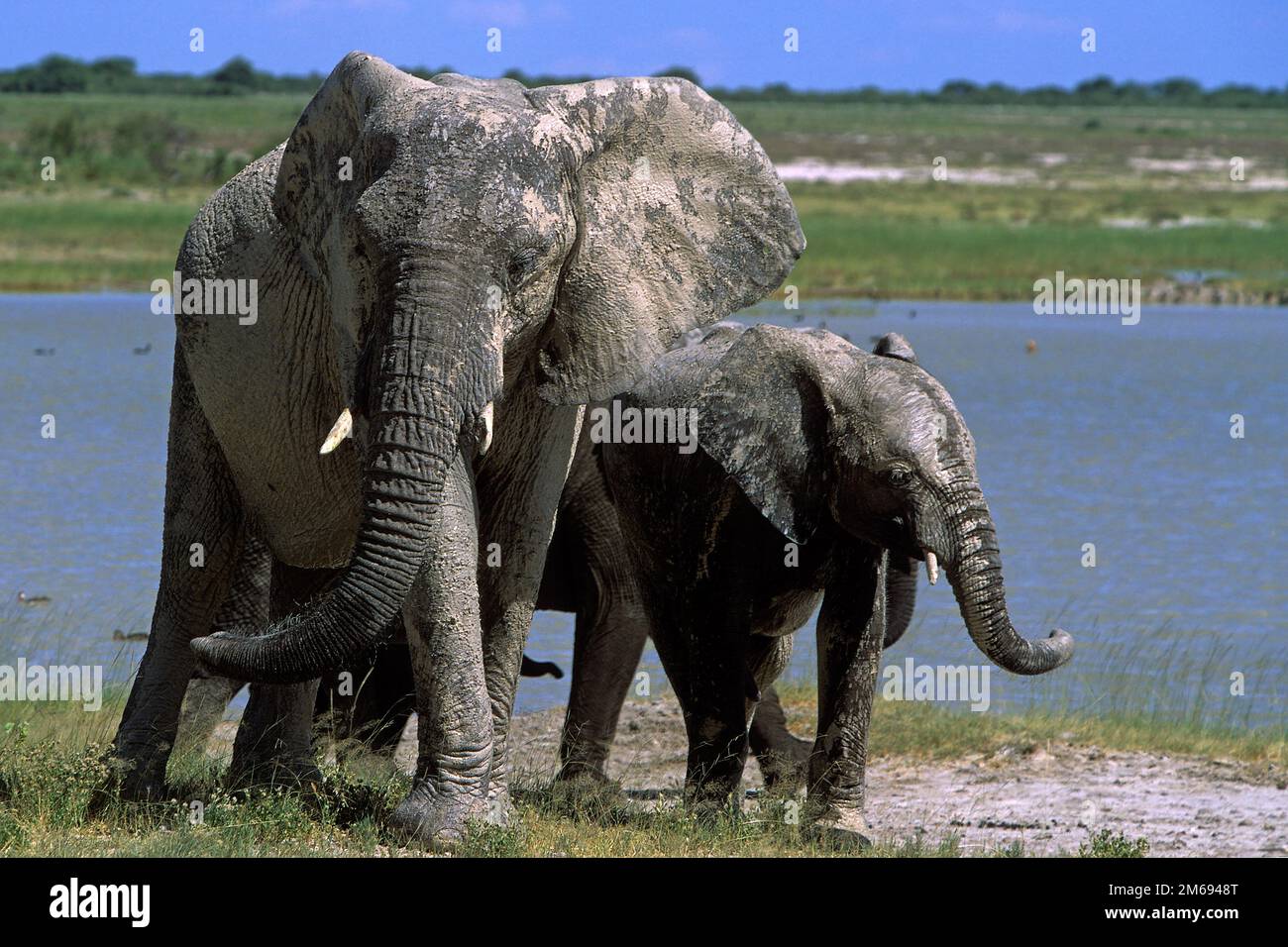 Elephant cow with calf Stock Photo - Alamy