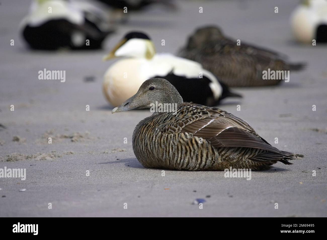 Eider goose hi-res stock photography and images - Alamy