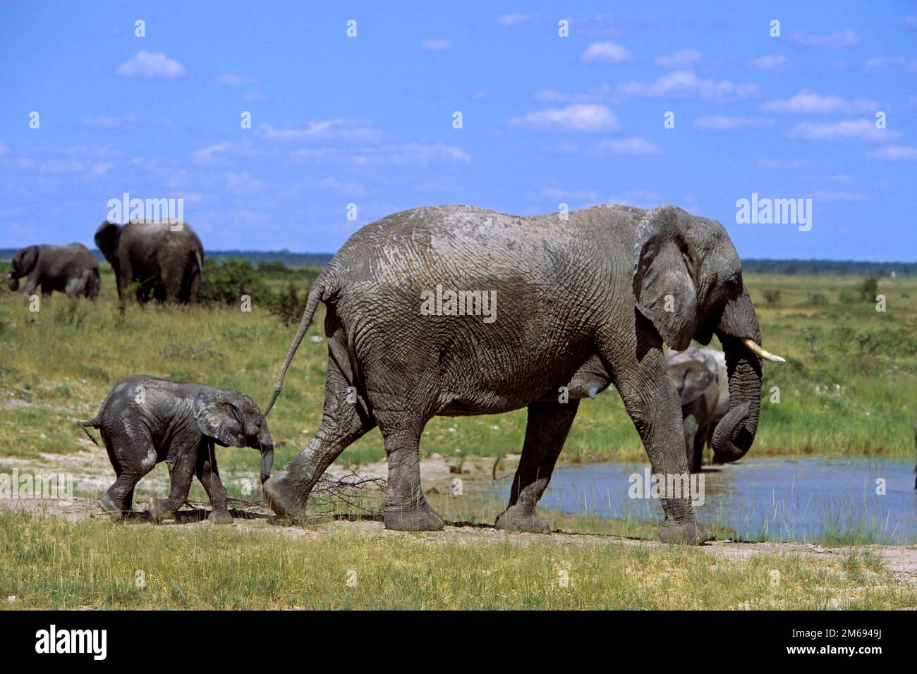 Elephant cow with calf Stock Photo - Alamy