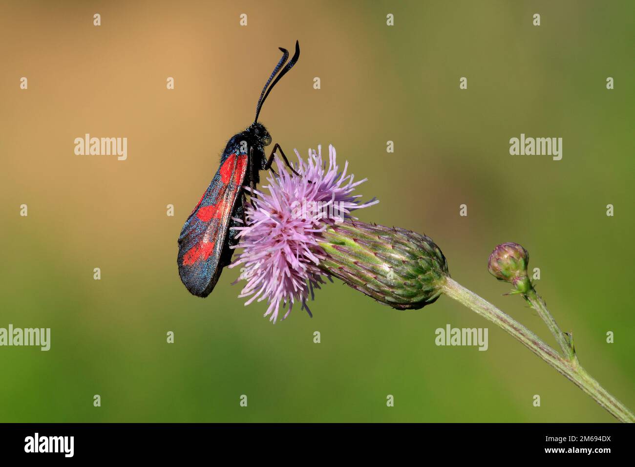 Blood droplets hi-res stock photography and images - Alamy