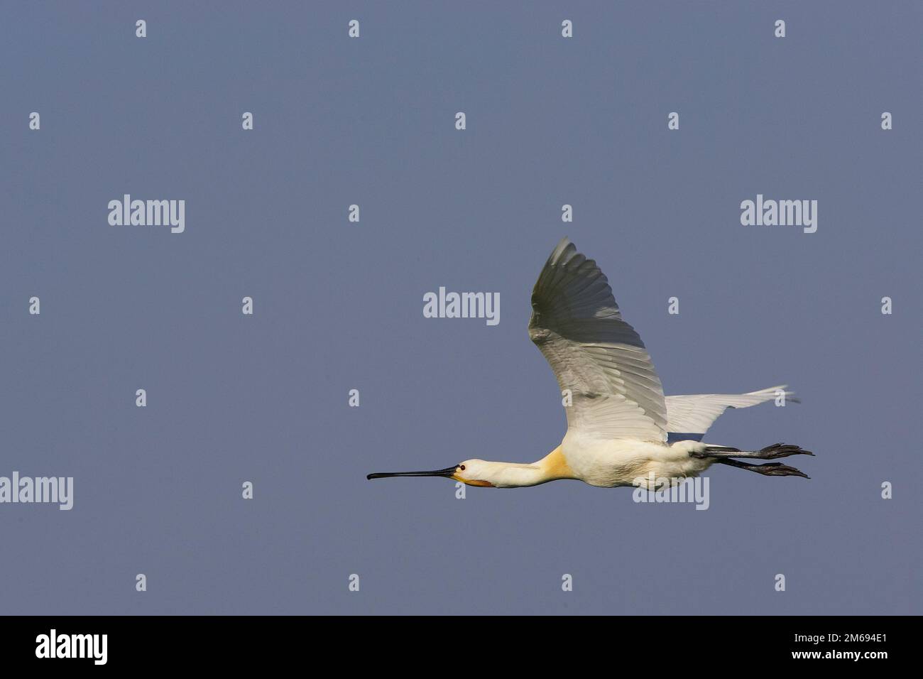 Europe loeffler hi-res stock photography and images - Alamy