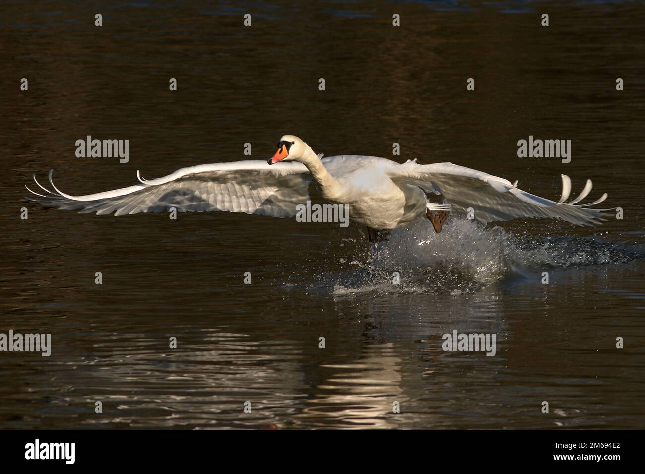 Swan landing hi-res stock photography and images - Alamy