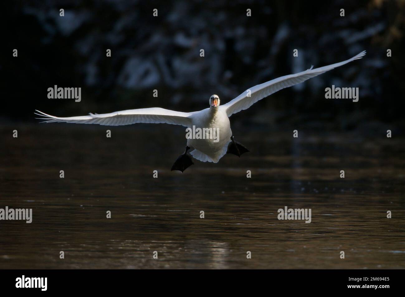 Approach to swan hi-res stock photography and images - Alamy