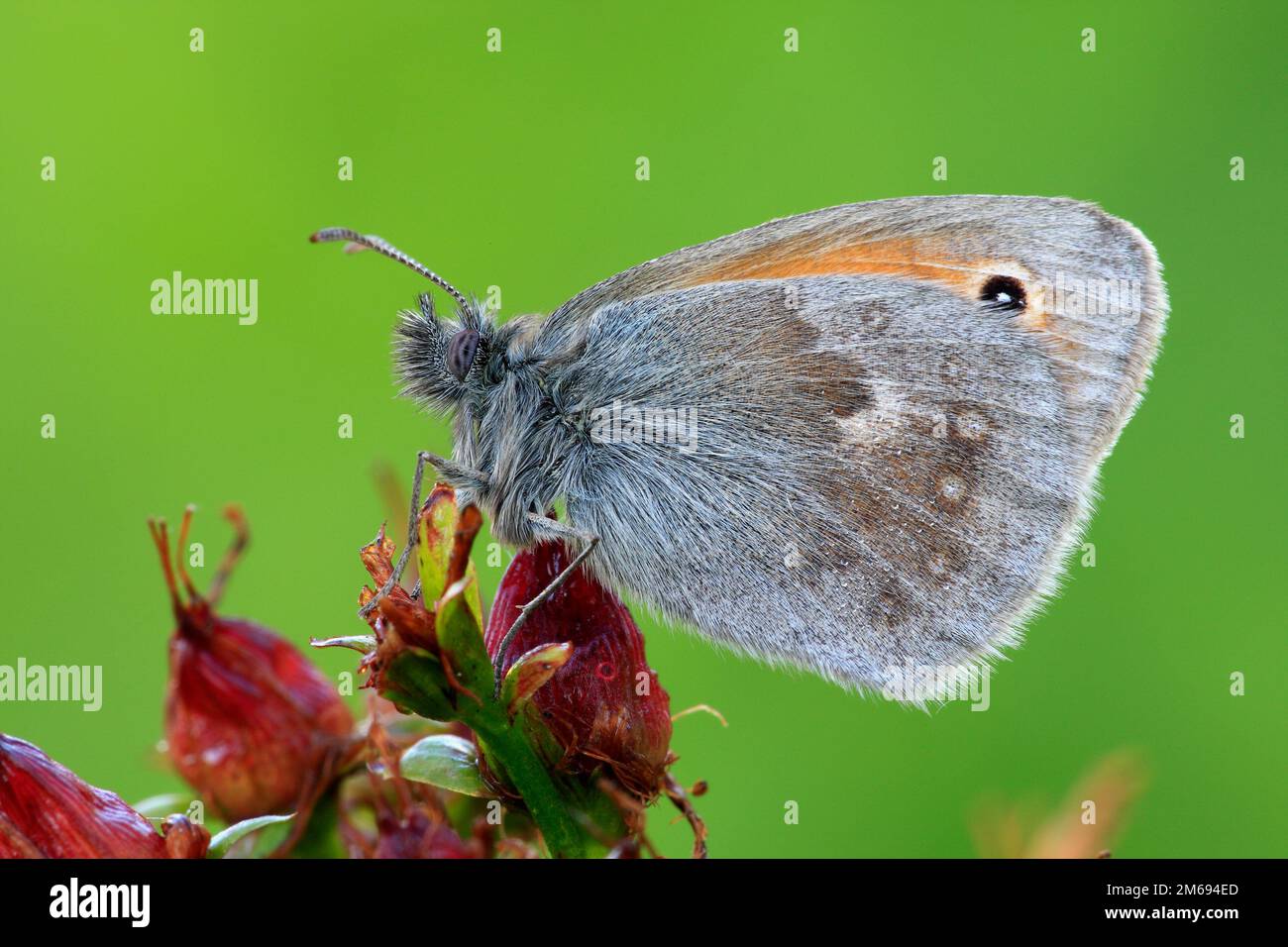 Meadow bird hi-res stock photography and images - Alamy
