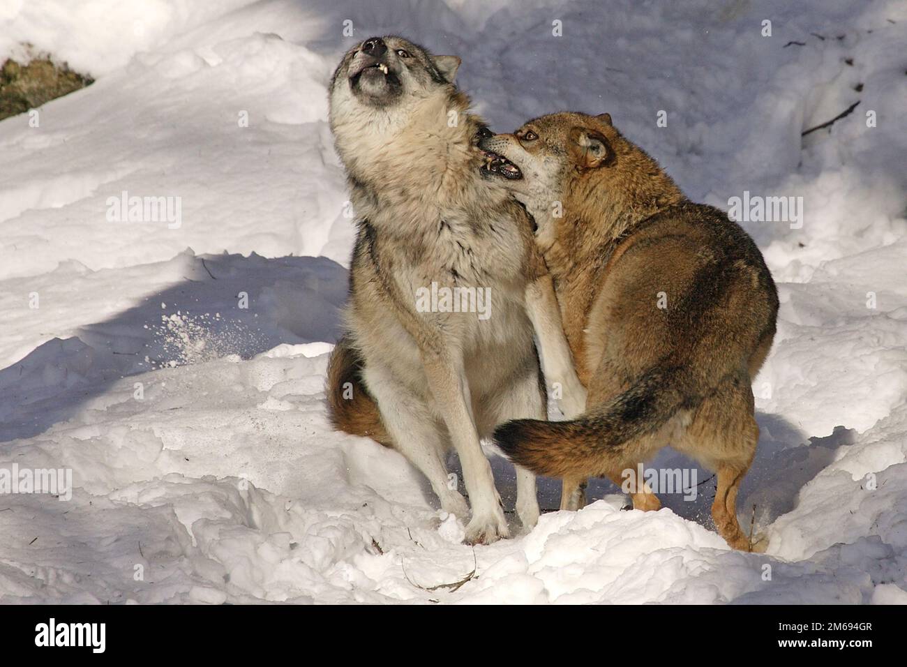 Wolf in snow hi-res stock photography and images - Alamy