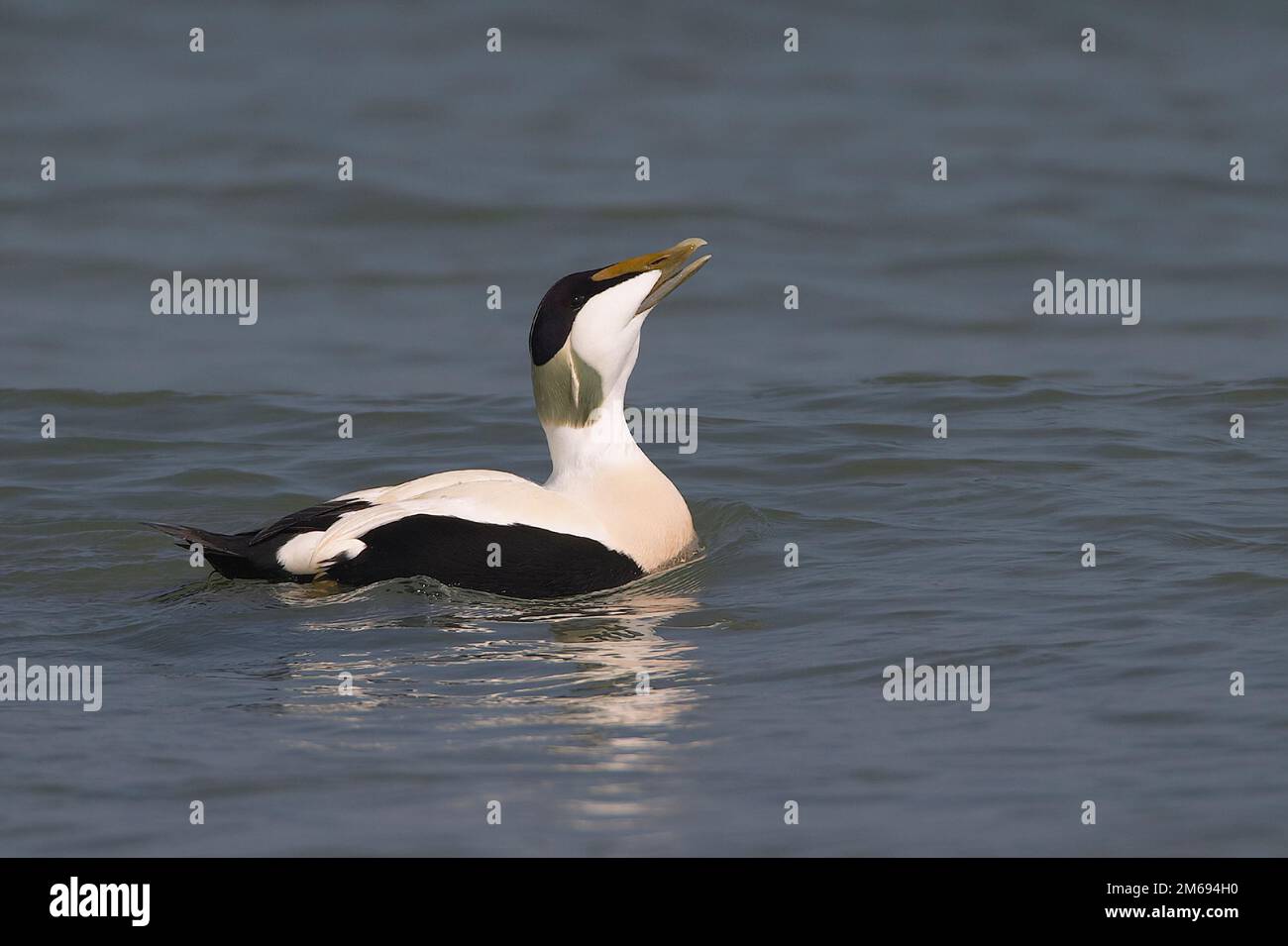 Eider goose hi-res stock photography and images - Alamy