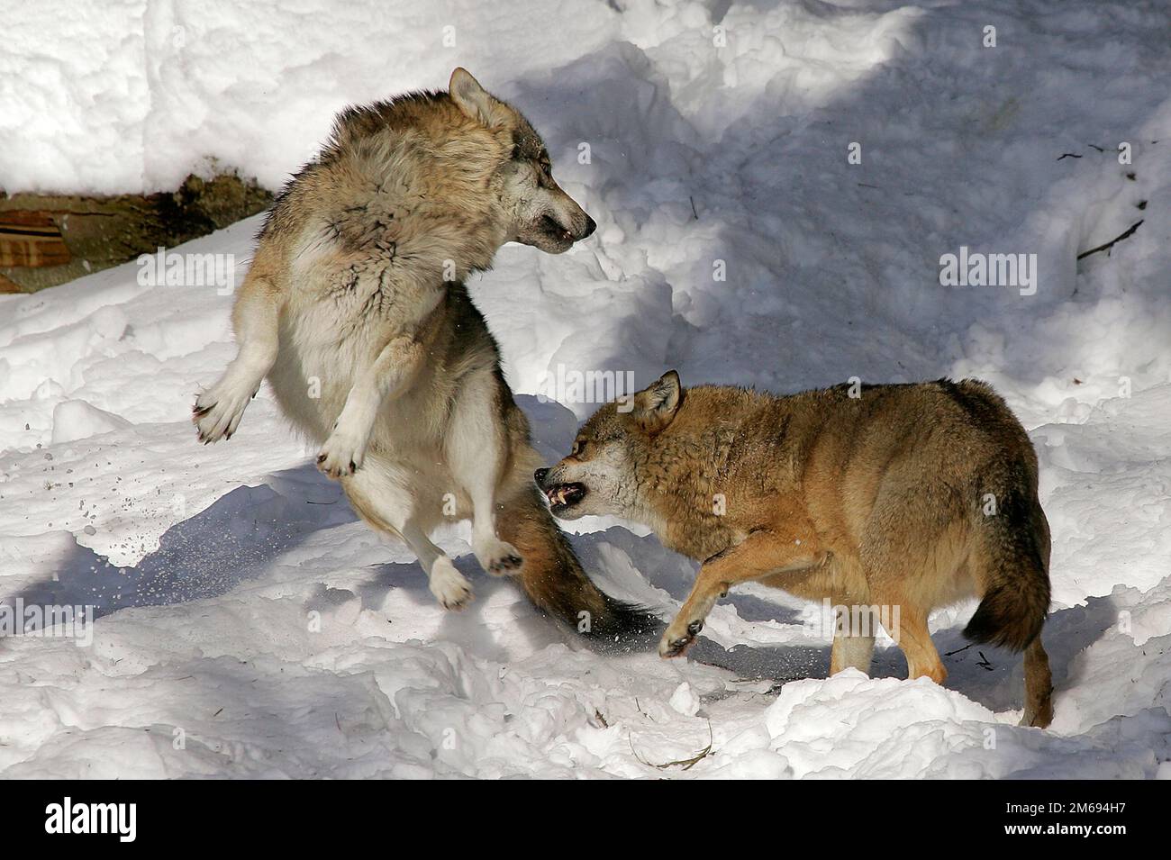 Wolves hunting hi-res stock photography and images - Alamy
