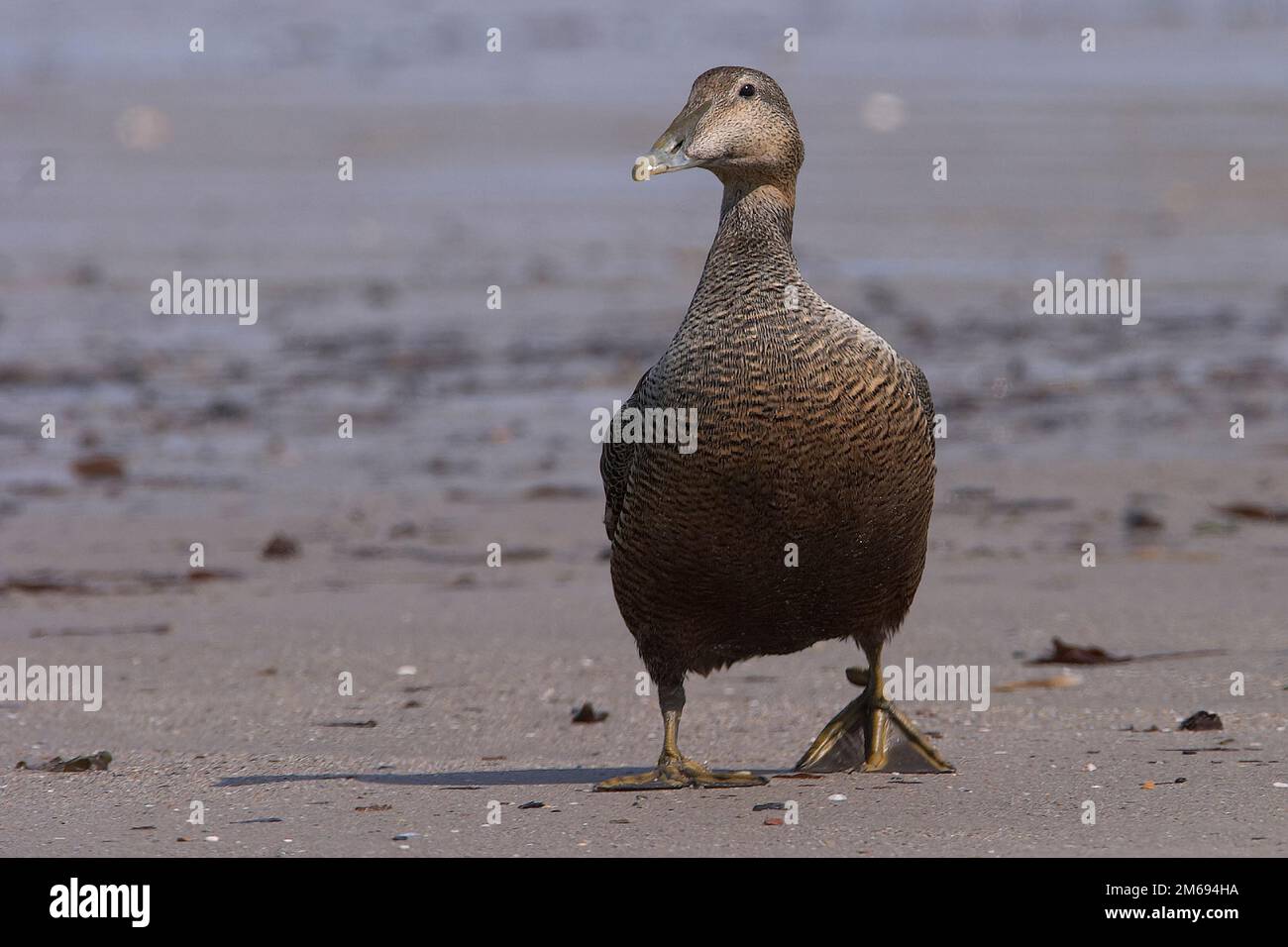 Eider goose hi-res stock photography and images - Alamy