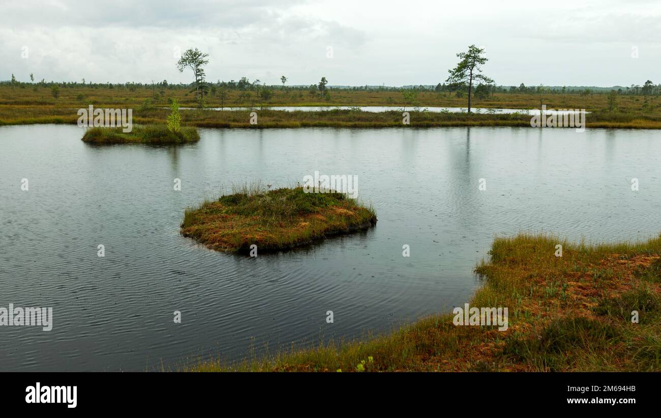 rainy day, rainy background, traditional bog landscape, bog lake in the ...
