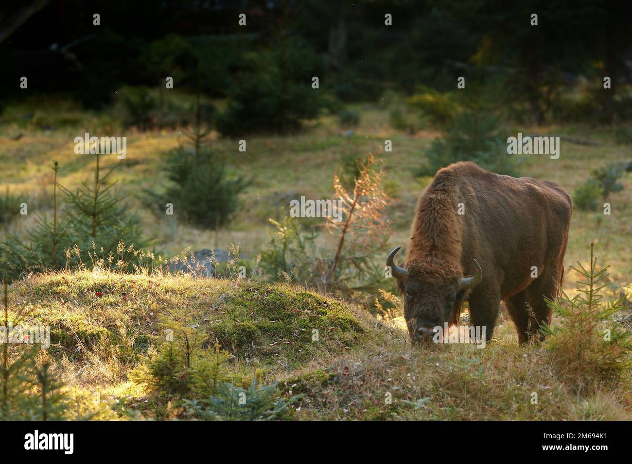 Bison hunt hi-res stock photography and images - Alamy