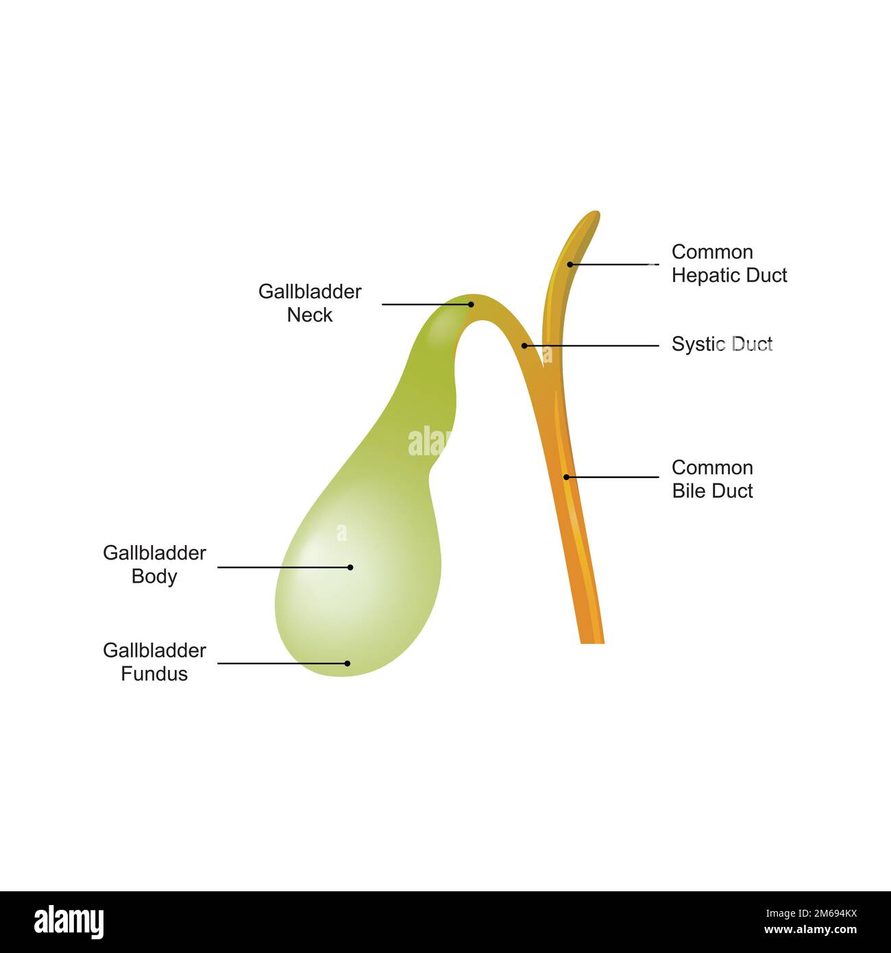 Scientific Designing of Gallbladder Anatomy. Vector Illustration Stock ... Scientific Designing of Gallbladder Anatomy. Vector Illustration Stock ...