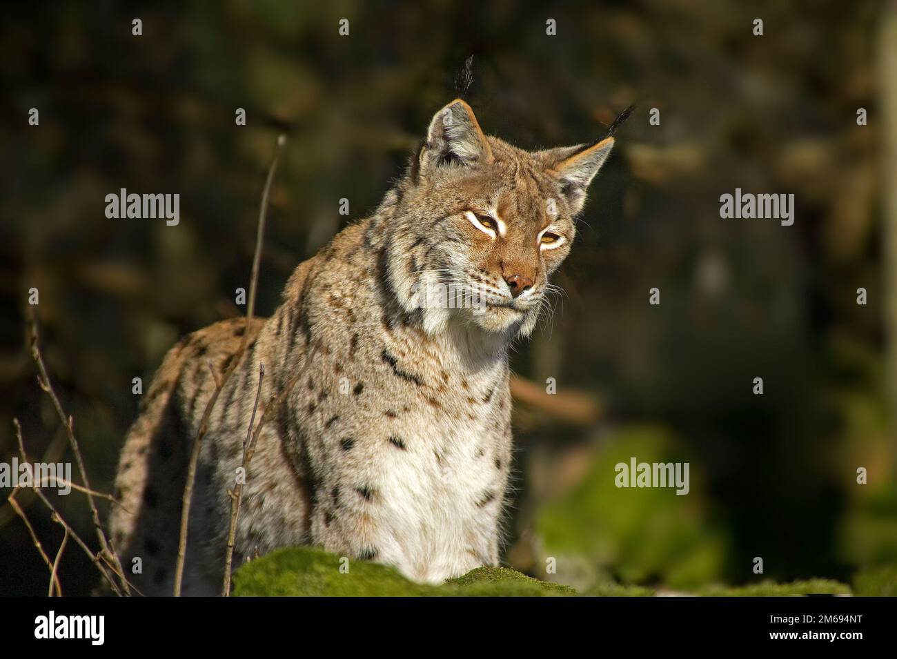 Lynx picture hi-res stock photography and images - Alamy