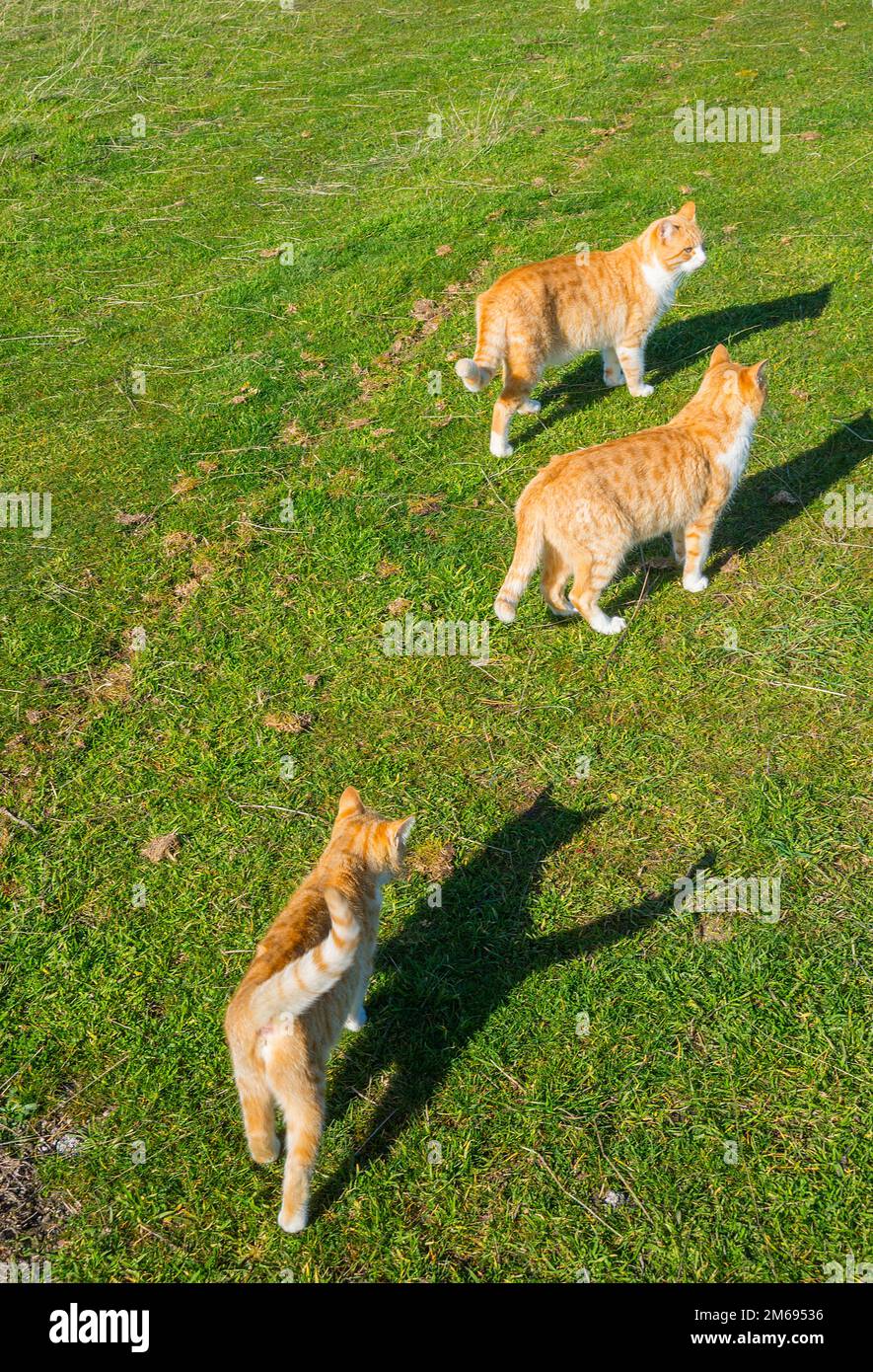Three tabby and white cats Stock Photo - Alamy